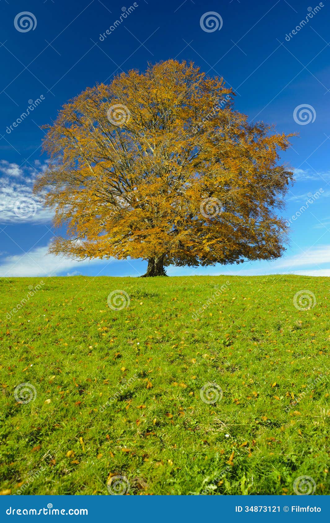 Single big beech tree stock image. Image of nature, green - 34873121