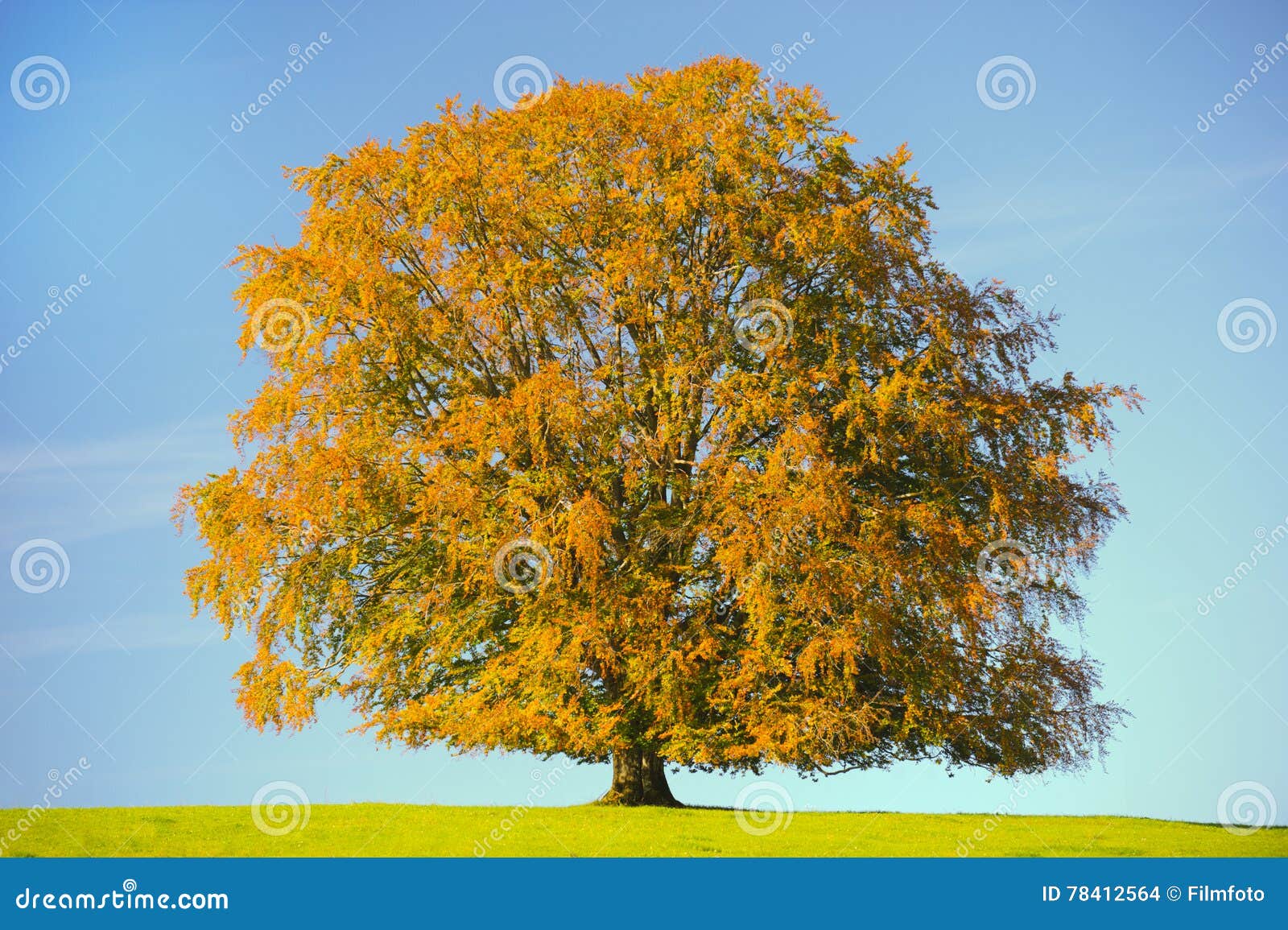 Single Big Beech Tree at Autumn Stock Photo - Image of horizon, rural ...