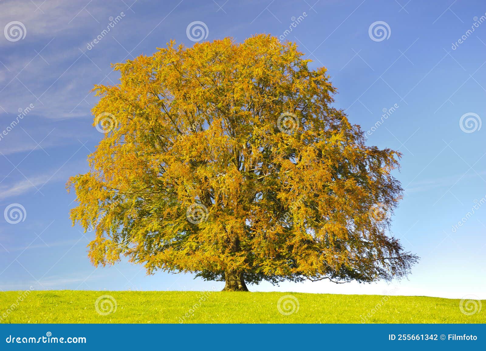 Single Big Beech Tree at Autumn Stock Photo - Image of condition ...