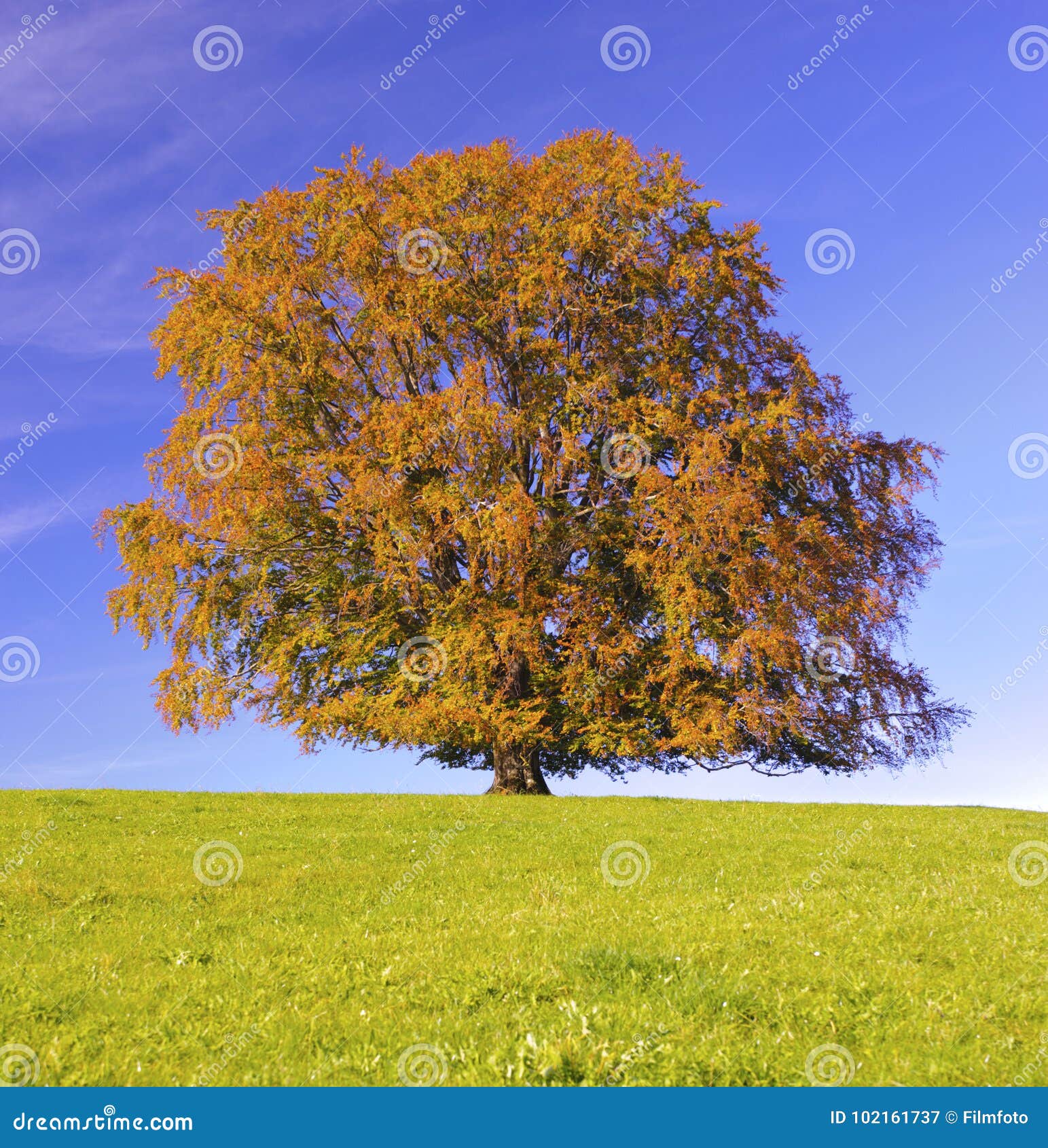Single Big Beech Tree at Fall Stock Image - Image of grass, green ...