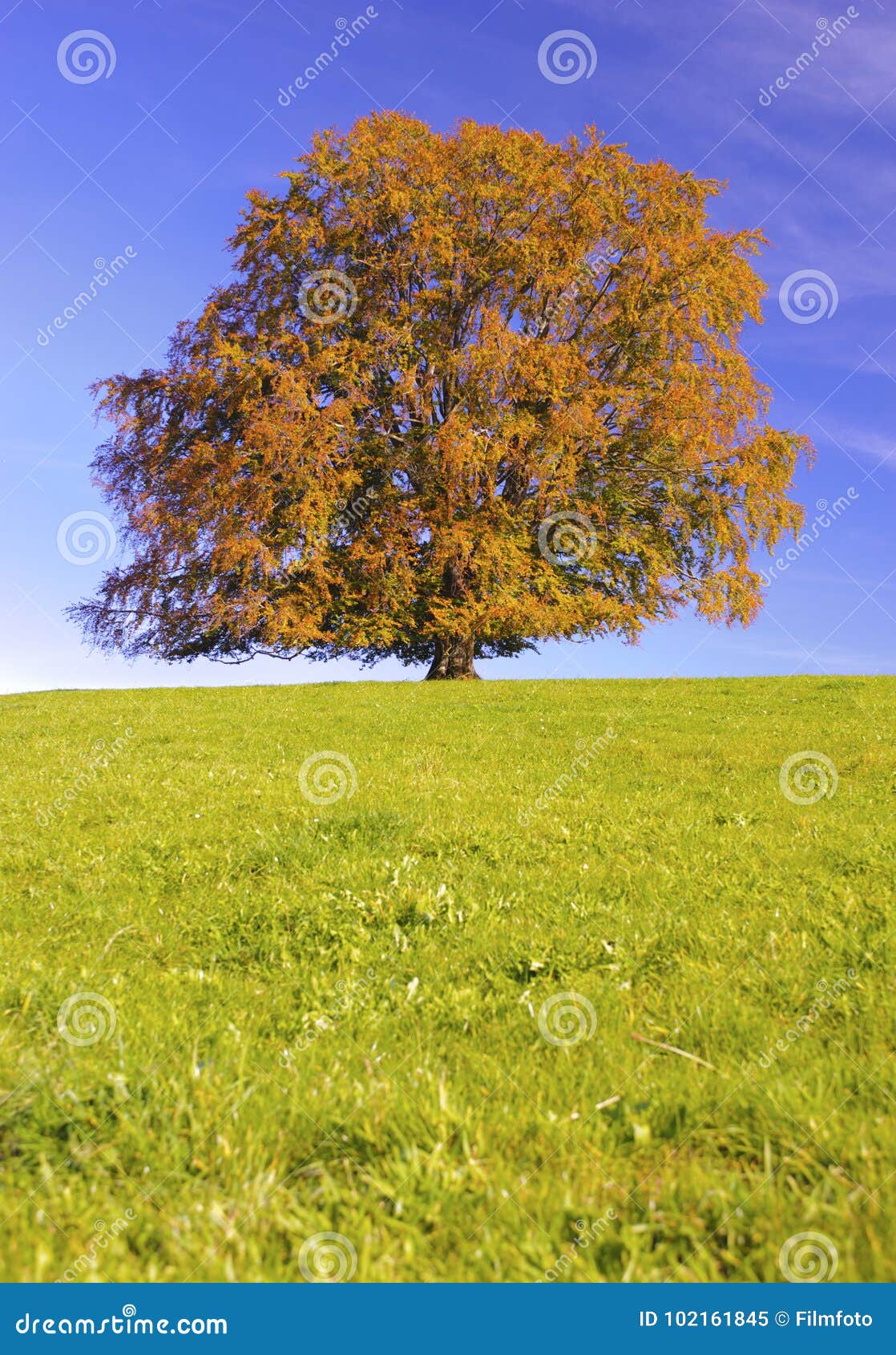 Single Big Beech Tree at Fall Stock Image - Image of outdoor, bright ...