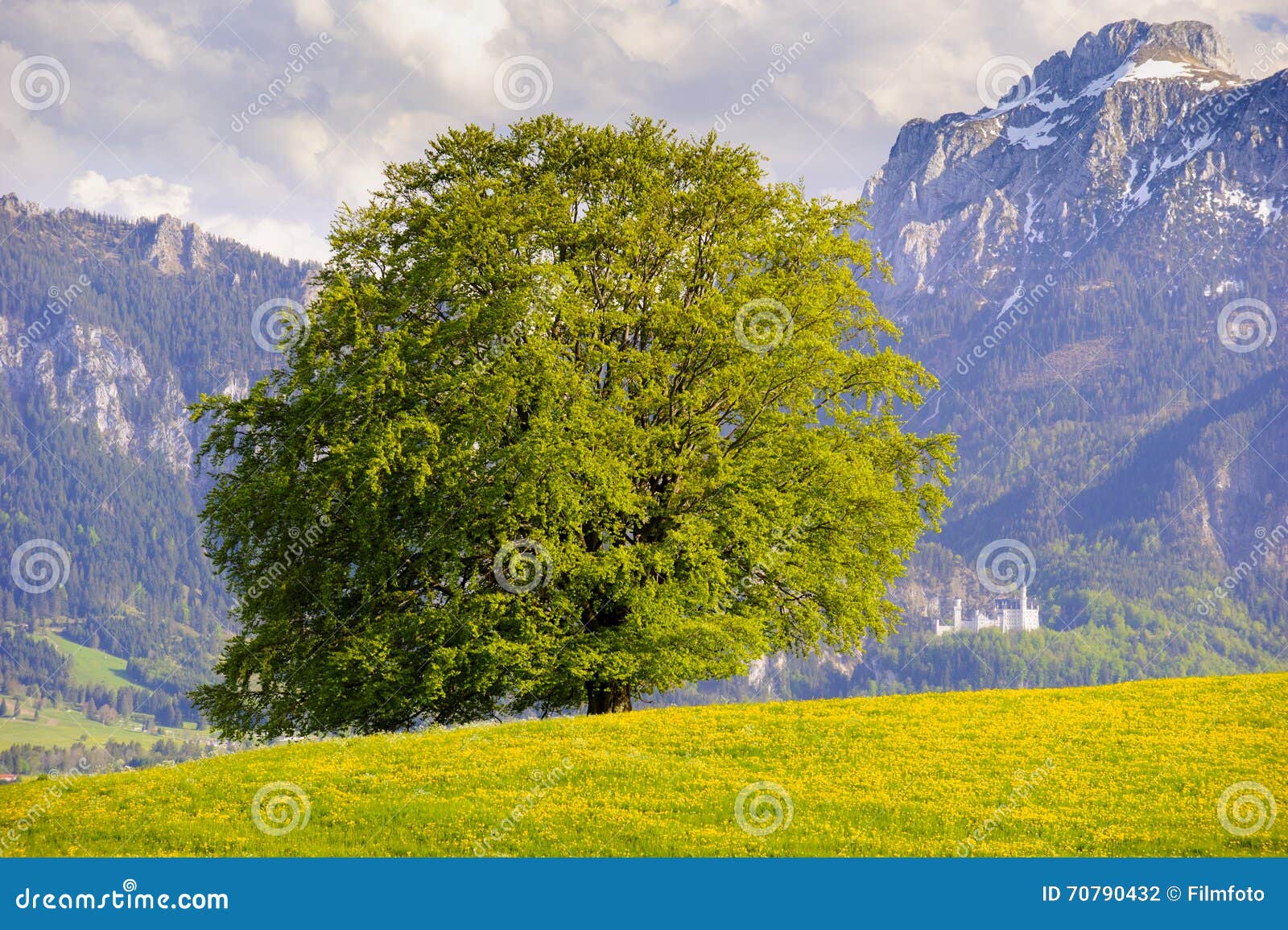 Single big beech tree stock photo. Image of rural, grass - 70790432