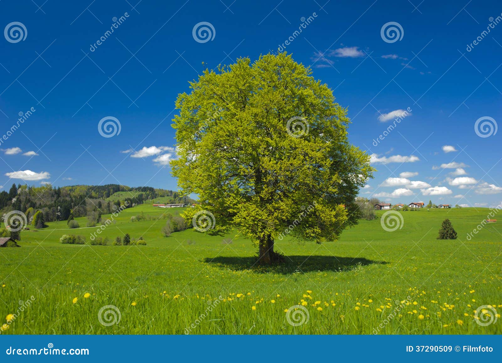Single big beech tree stock image. Image of countryside - 37290509