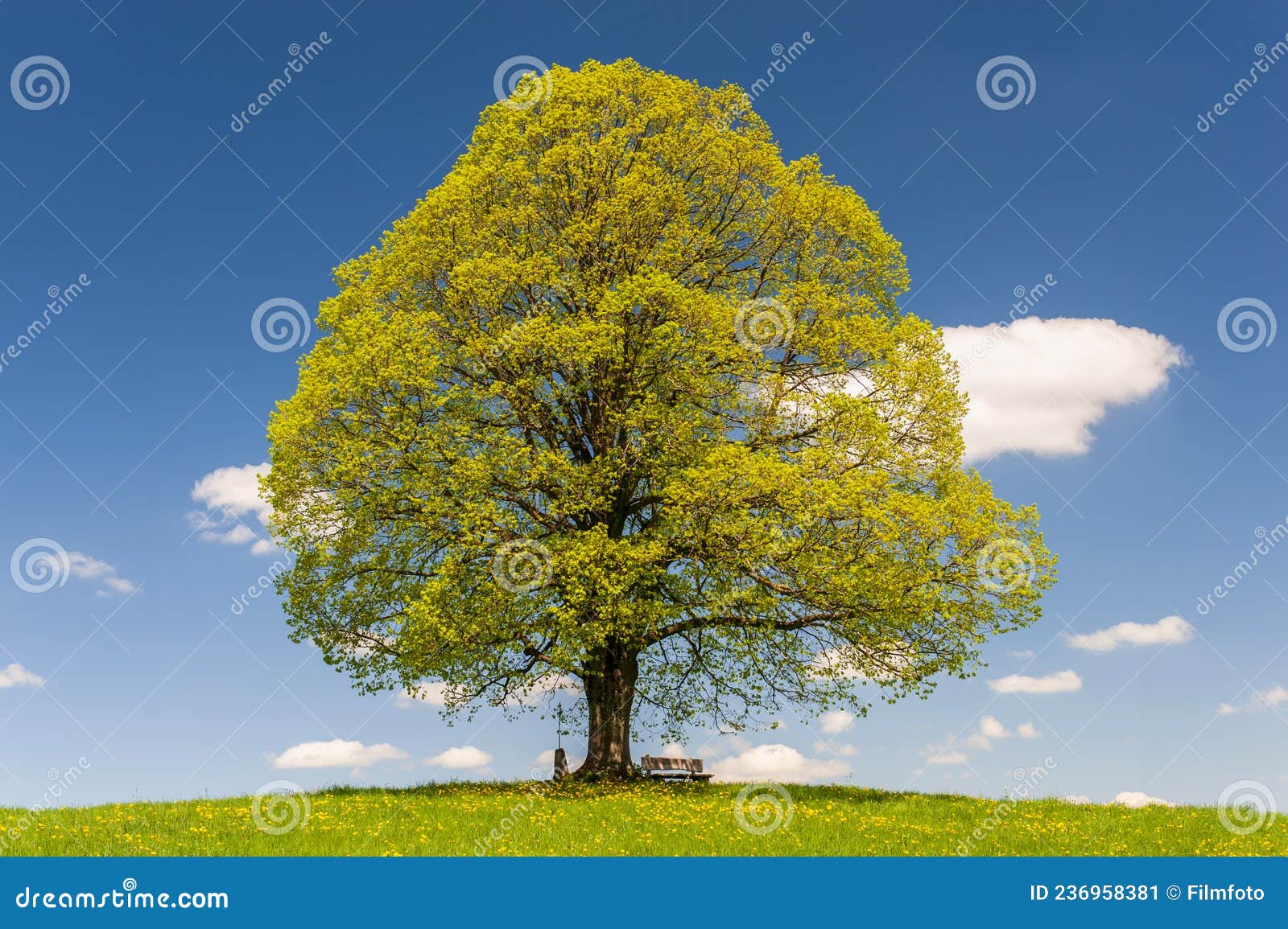 Single Big Deciduous Tree with Perfect Treetop in Springtime Stock ...