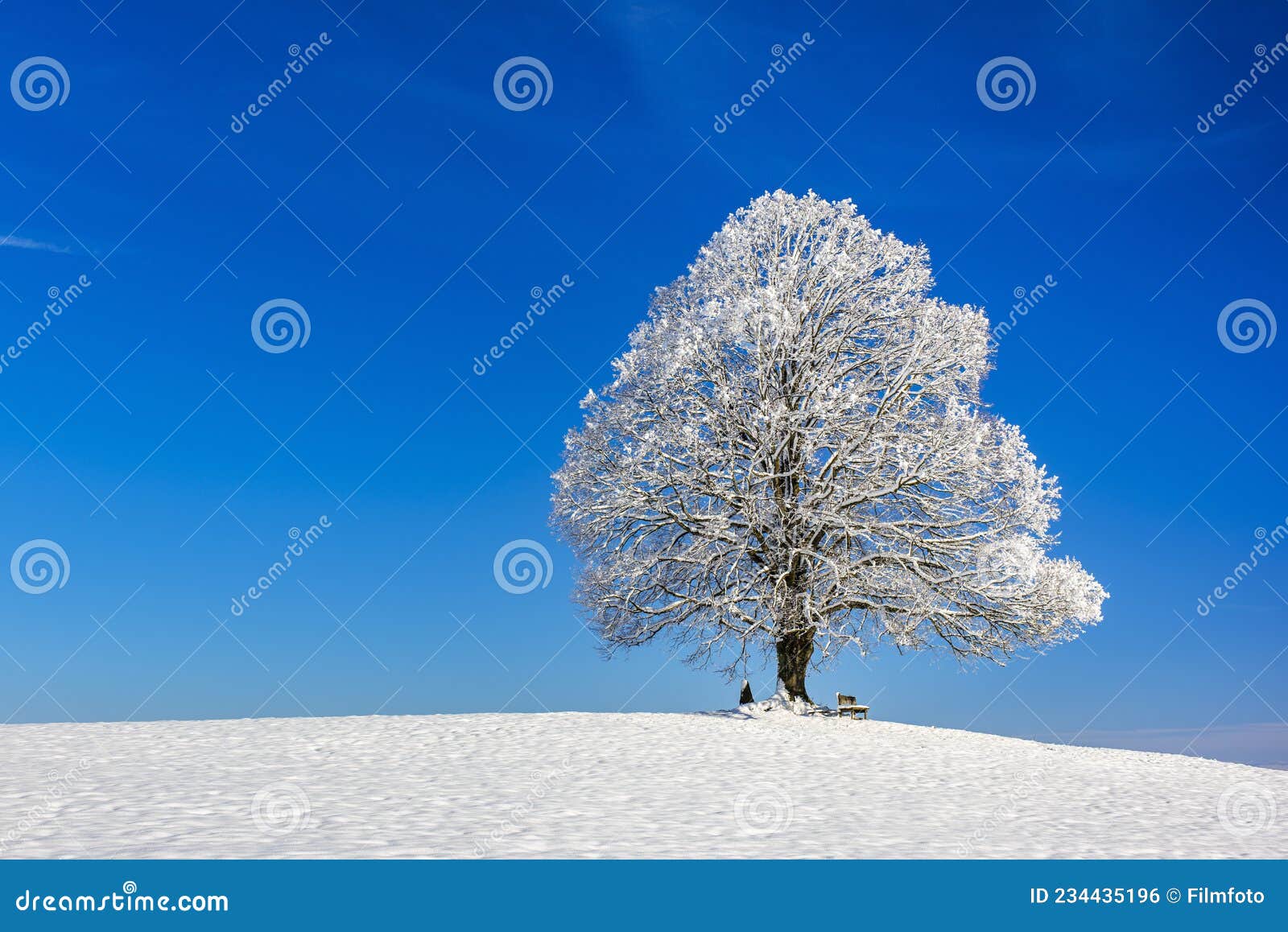 Single Big Lime Tree in Winter with Frost Stock Photo - Image of linden ...