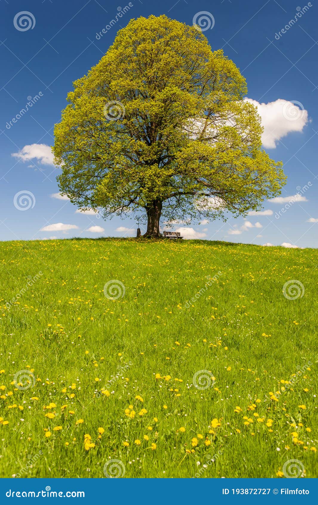 Single Big Linden Tree in Meadow Stock Image - Image of clear, germany ...