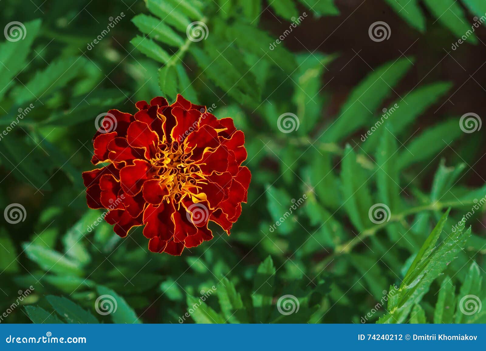 Single Big Marigold Flower in Garden, Top View Stock Photo - Image of ...