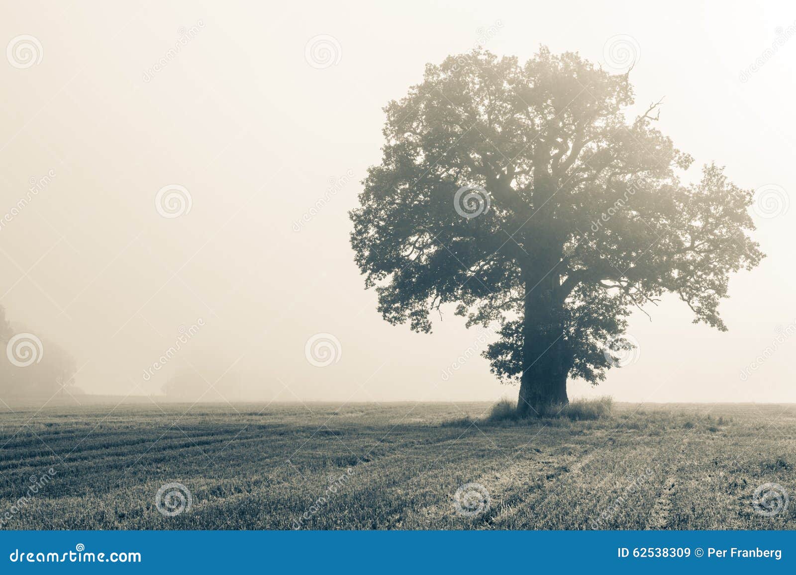 Single Big Oak Tree on a Field in Backlight Stock Image - Image of ...