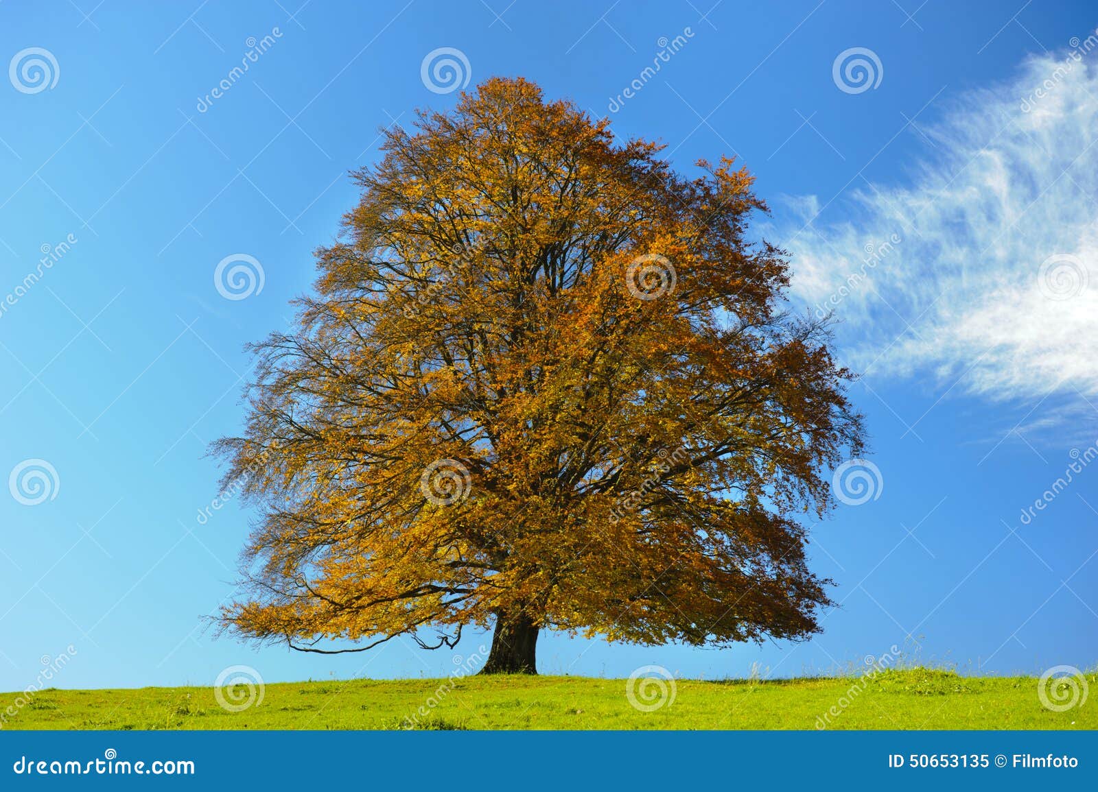 Single Big Old Beech Tree at Fall Stock Image - Image of green, leaf ...