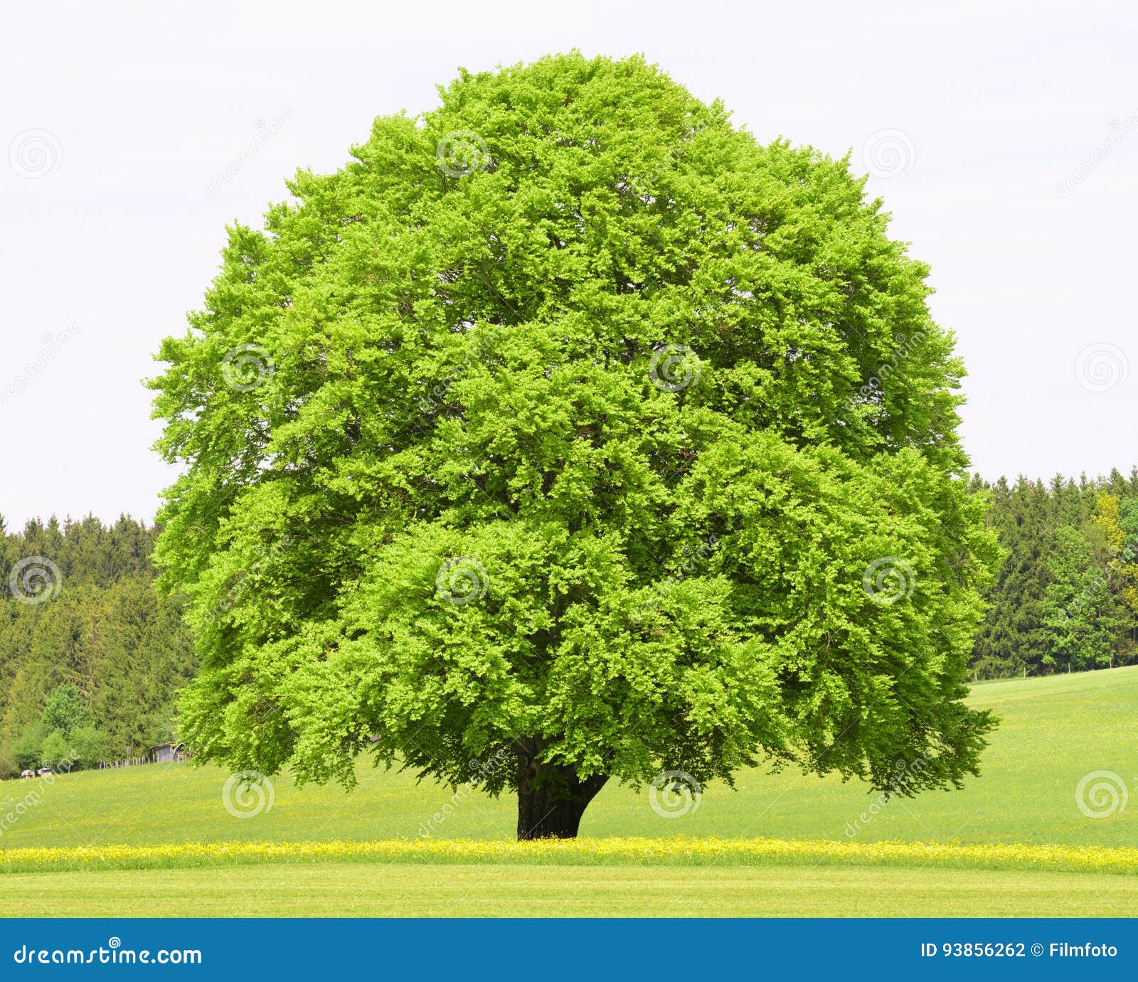 Single big old beech tree stock photo. Image of isolated - 93856262