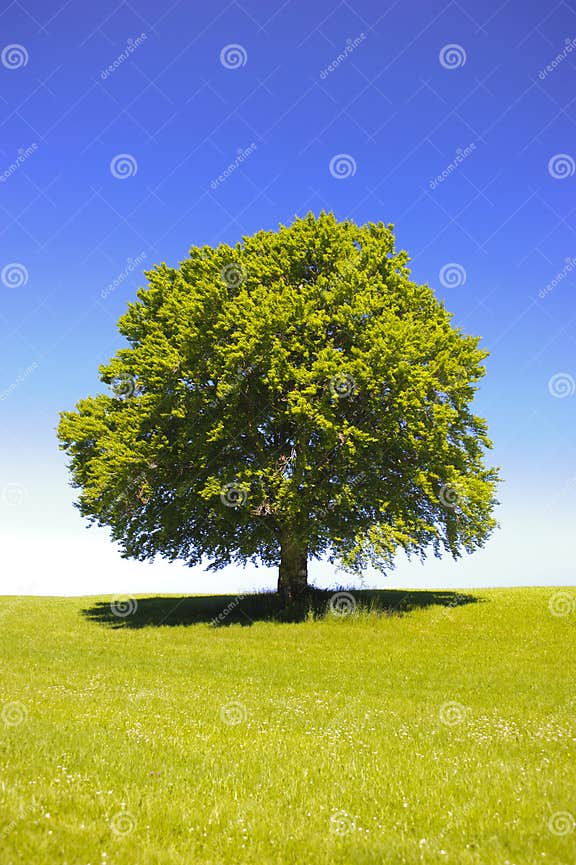Single big old beech tree stock photo. Image of countryside - 50653474