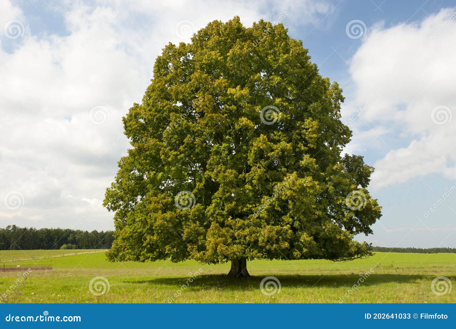 Single Big Old Deciduous Tree in Meadow Stock Image - Image of rural ...