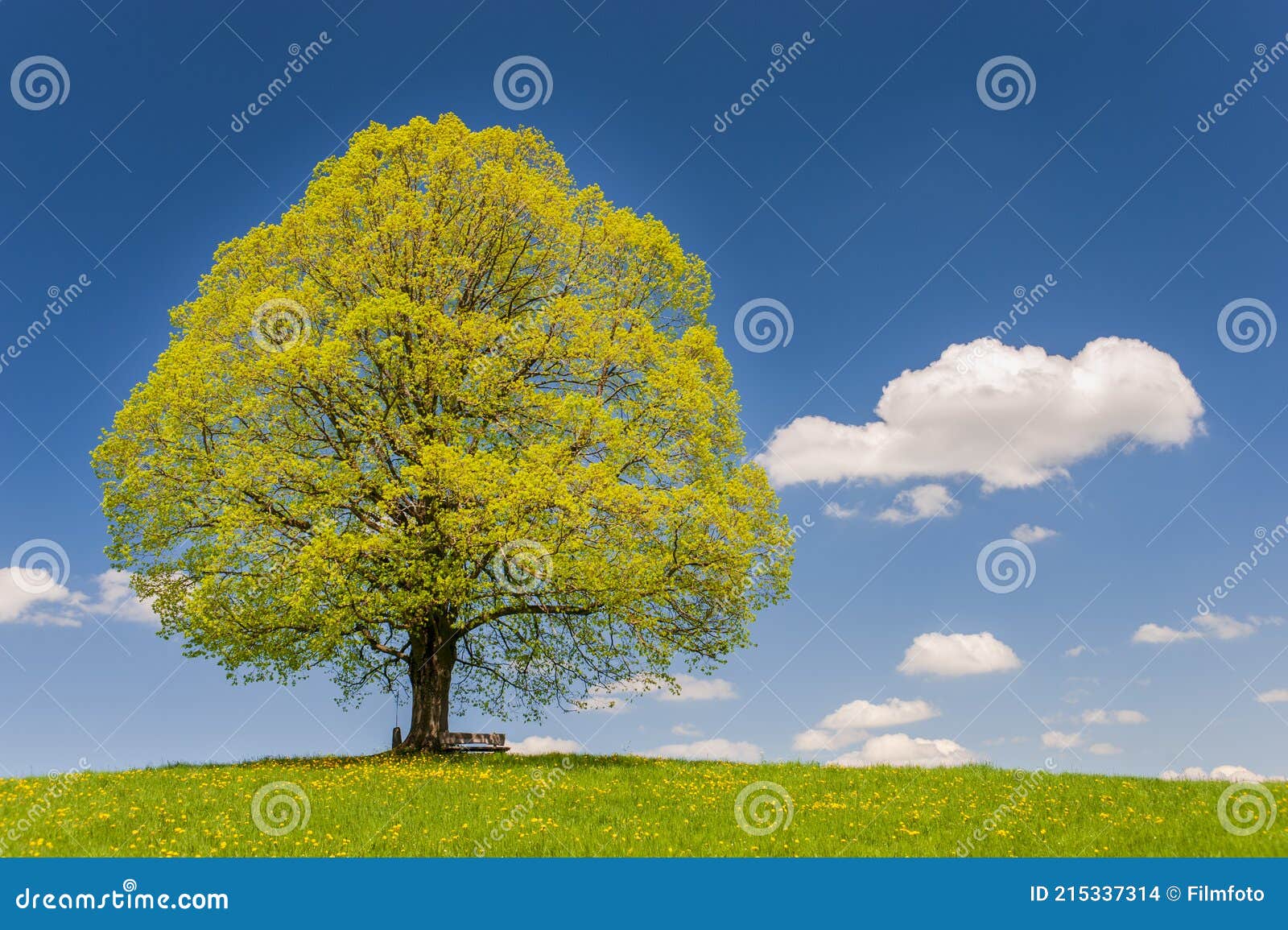 Single Big Old Linden Tree in Meadow at Springtime Stock Photo - Image ...