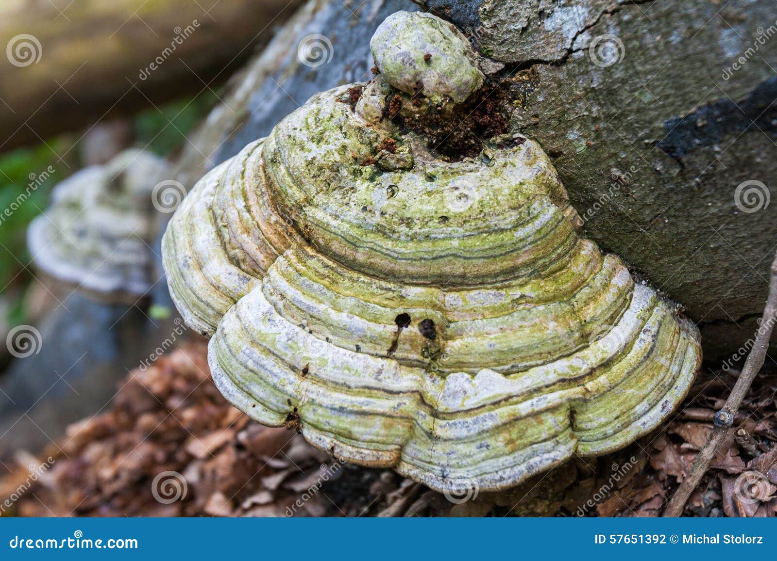 Single big polypore stock photo. Image of green, colour - 57651392