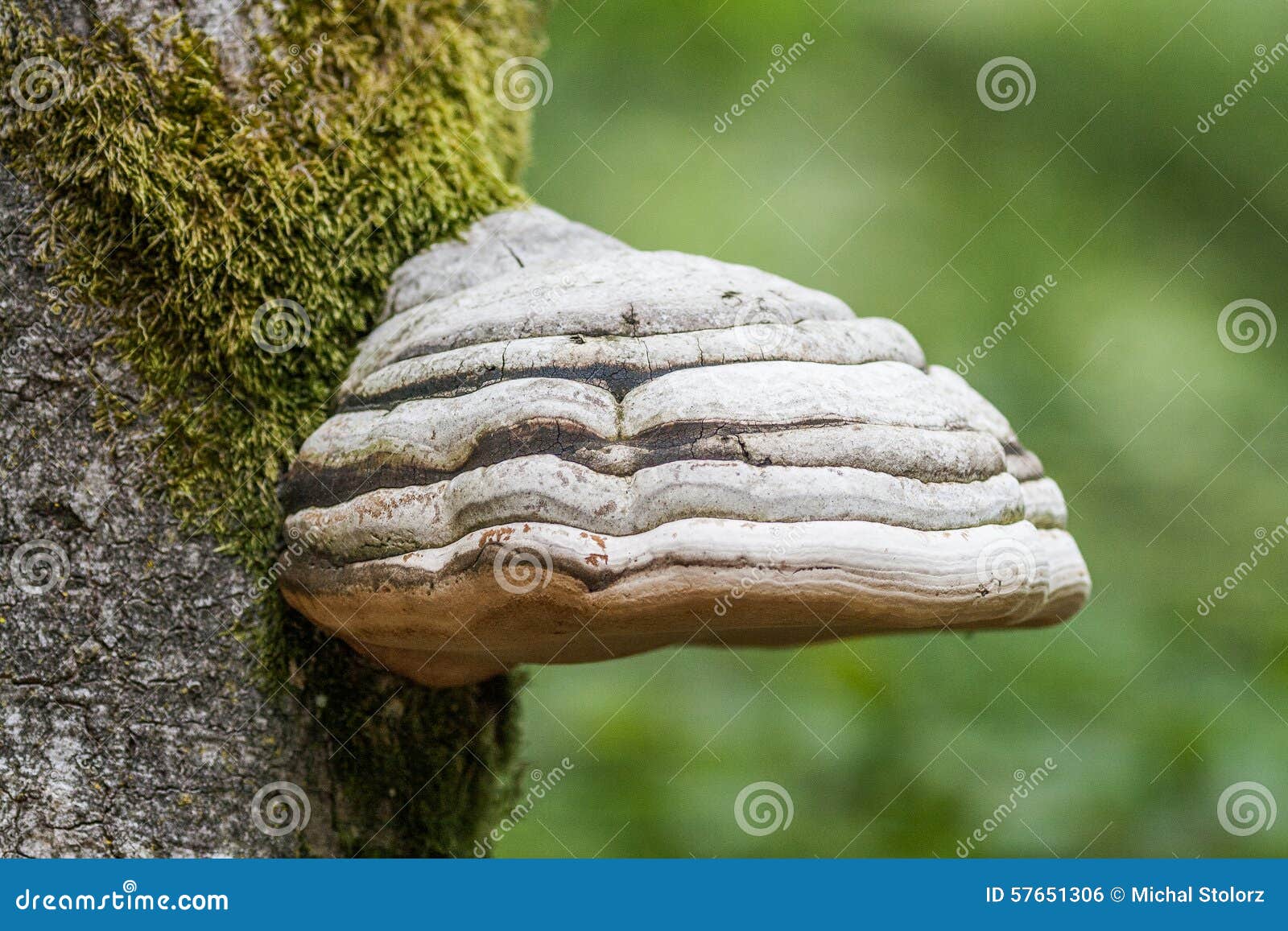 Single big polypore stock photo. Image of mushroom, light - 57651306