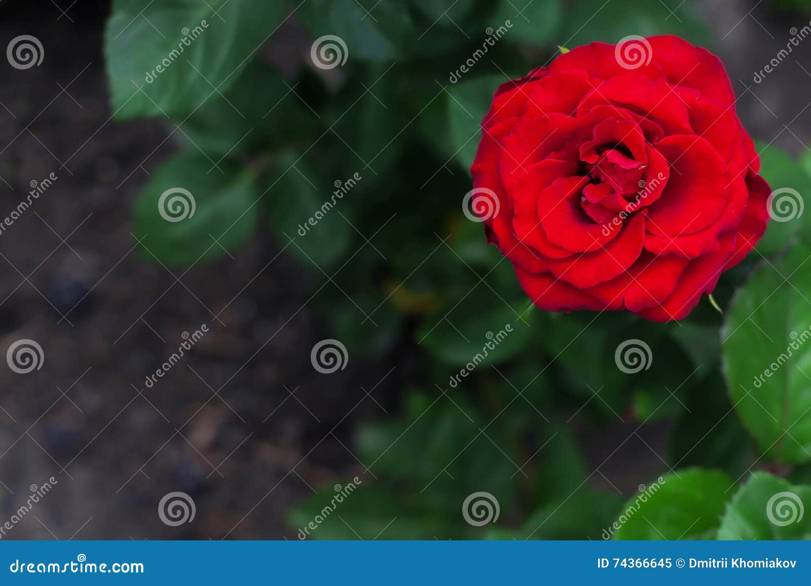Single Big Red Rose in Garden, Top View Stock Image - Image of floral ...