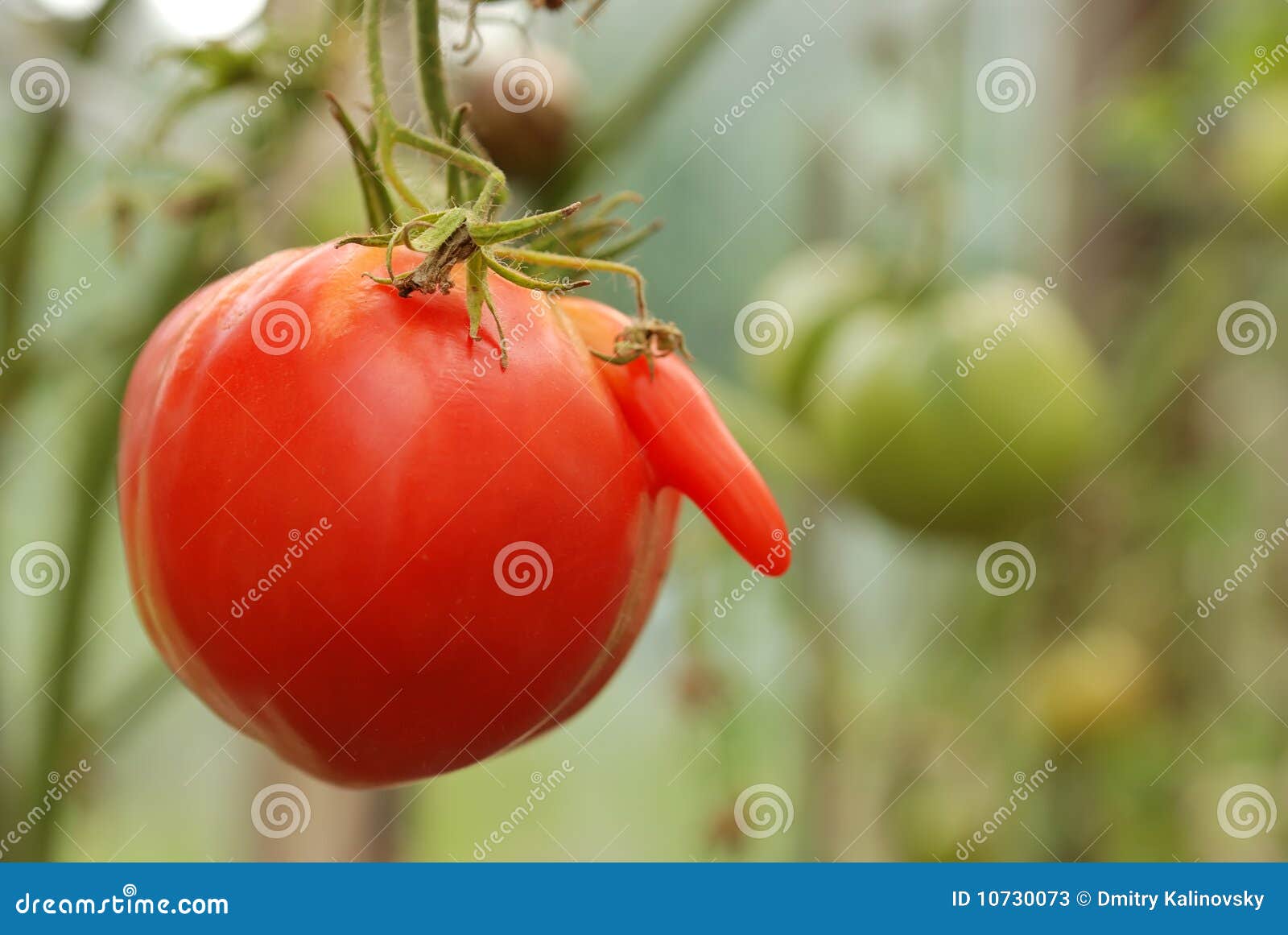 Single big red tomato stock image. Image of plant, farm - 10730073