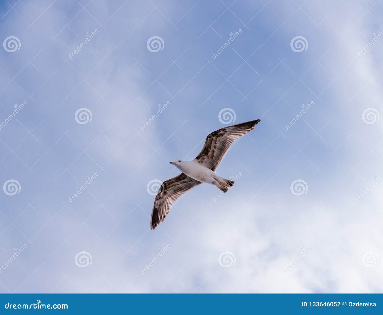 Single Big Seagull Hovering High in Clean Blue Sky Stock Photo - Image ...