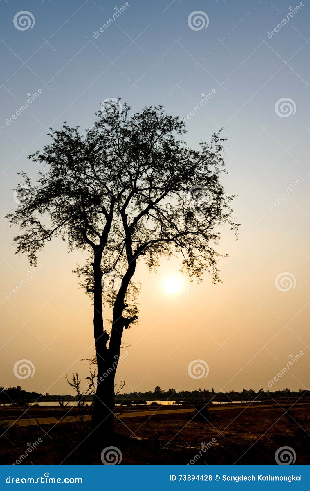 Single Big Tree on Background of Sunset Stock Photo - Image of meadow ...