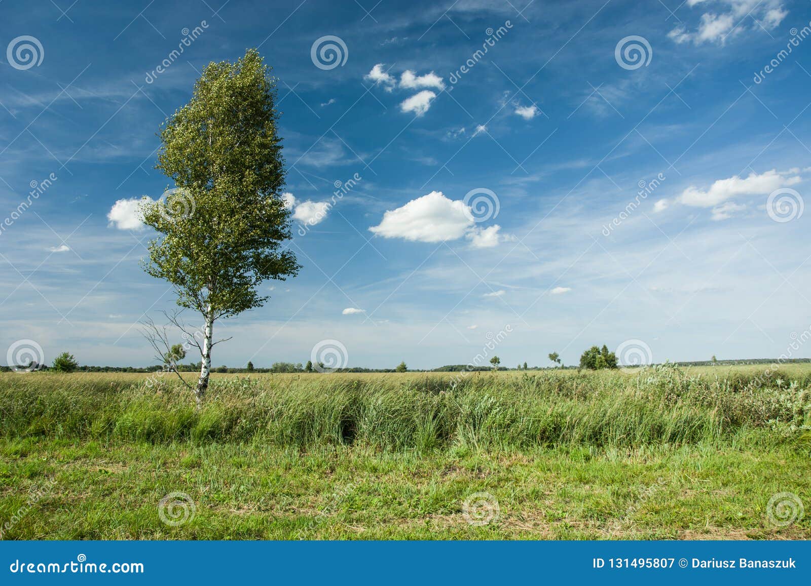 Single Birch on the Meadow and White Clouds on the Blue Sky Stock Image ...
