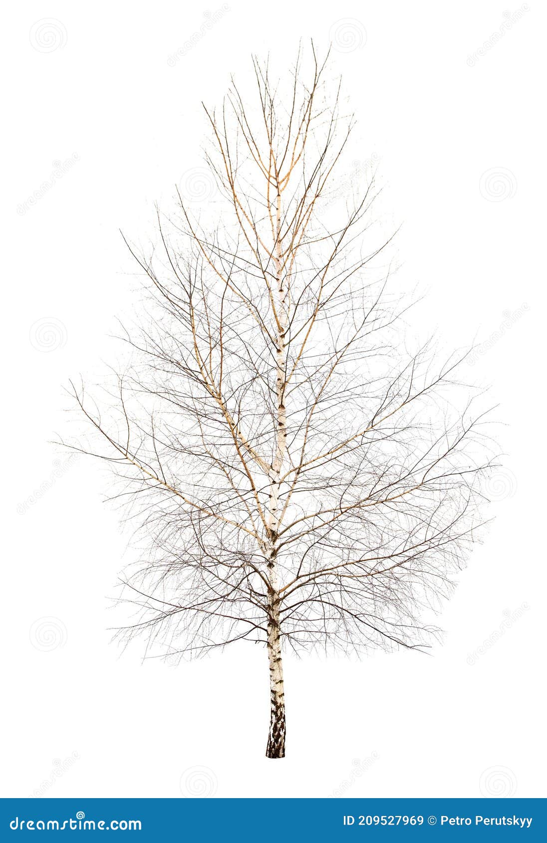 Single birch stock image. Image of woods, branch, foliage - 209527969