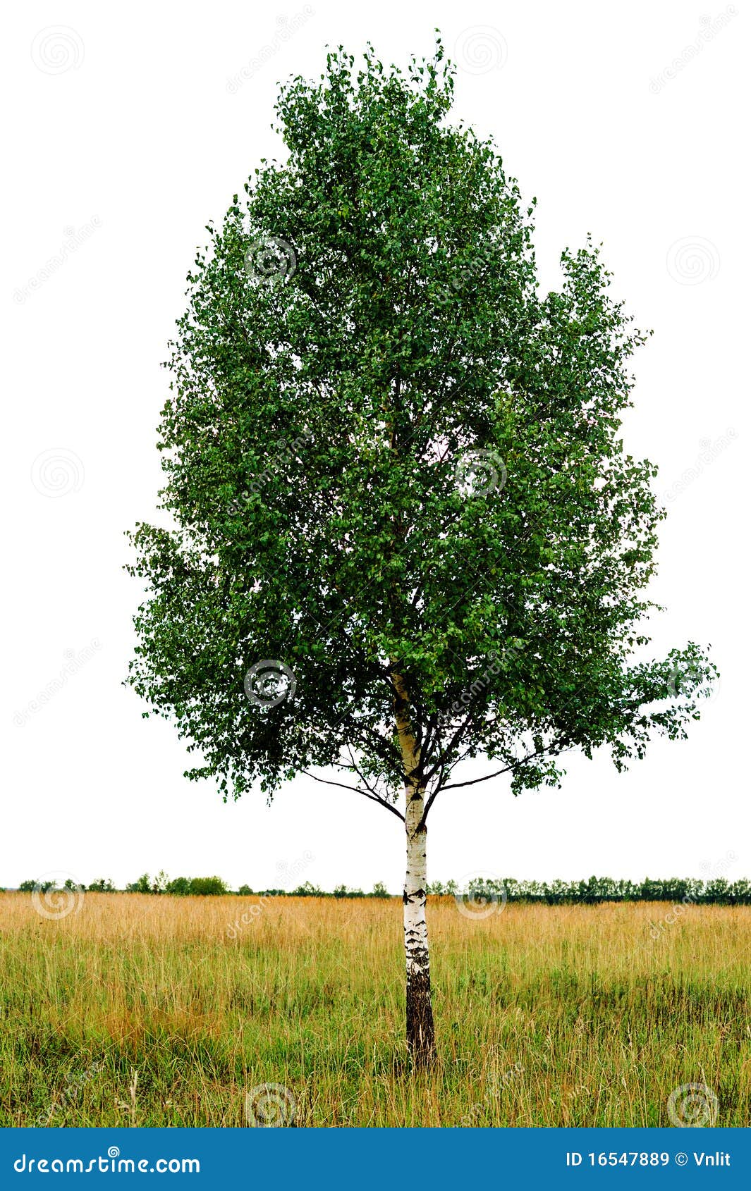 Single birch tree stock image. Image of grass, outdoors - 16547889