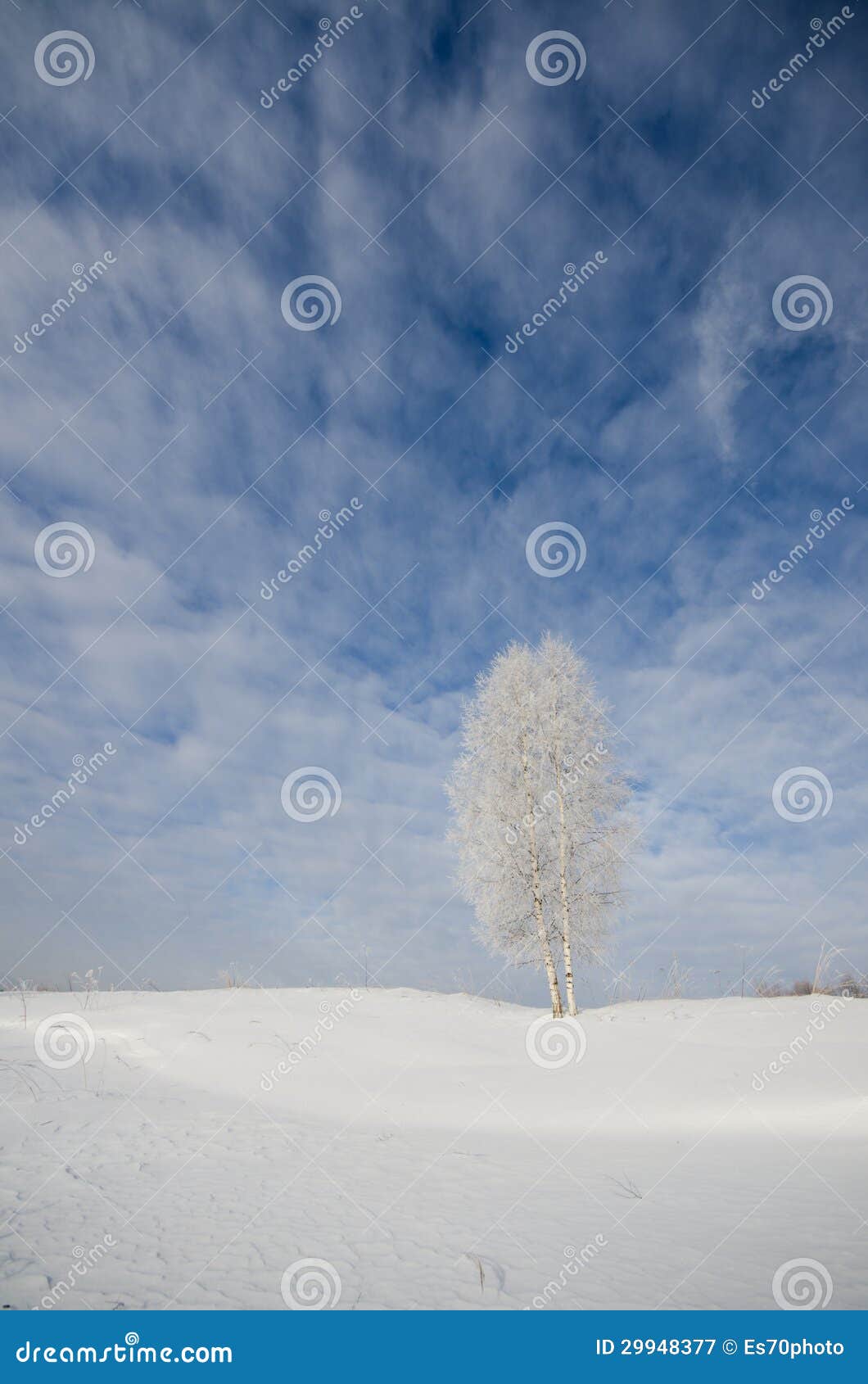 A Single Birch Tree Covered with Hoarfrost Under Blue Sky and Cl Stock ...