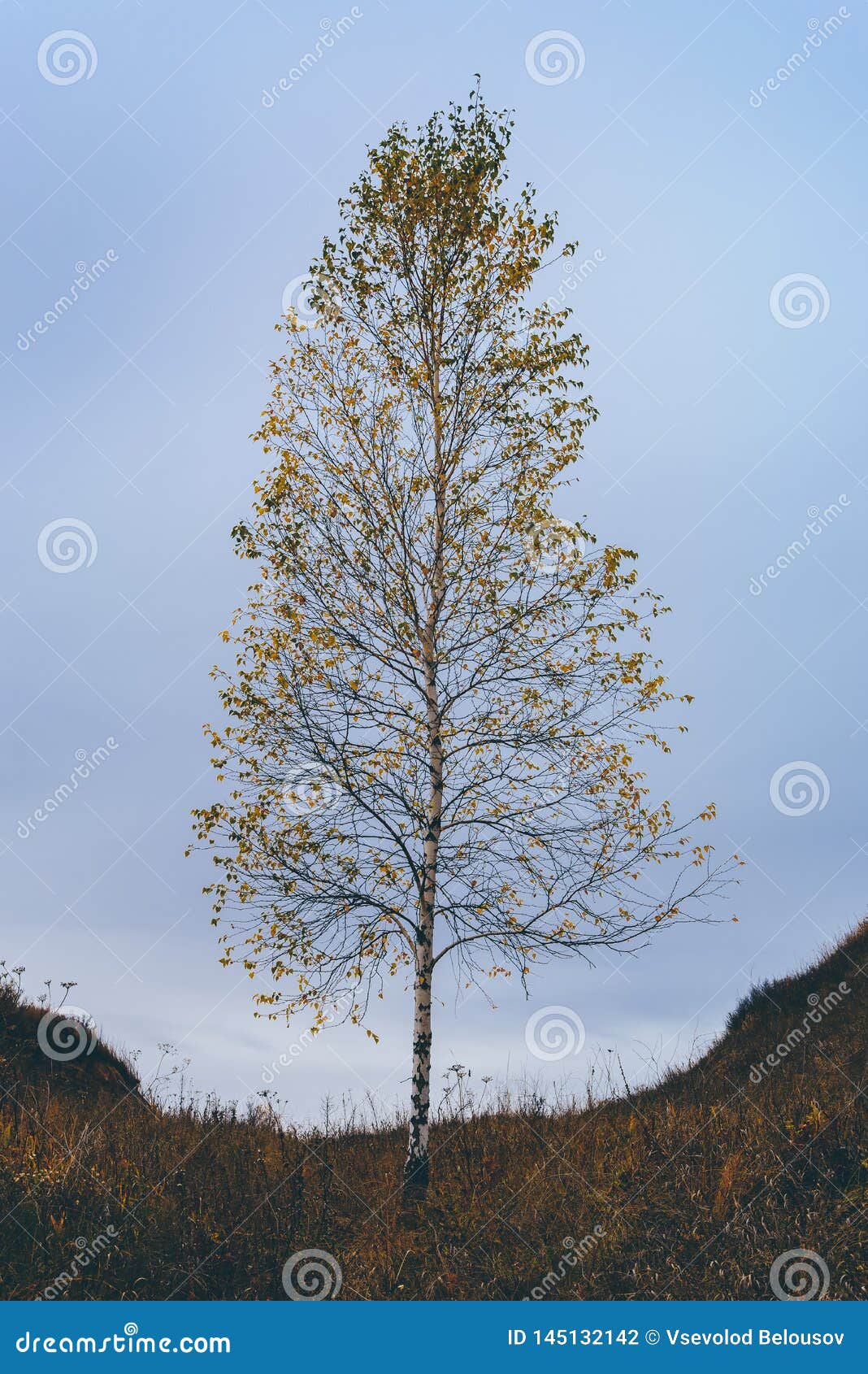Single Birch Tree