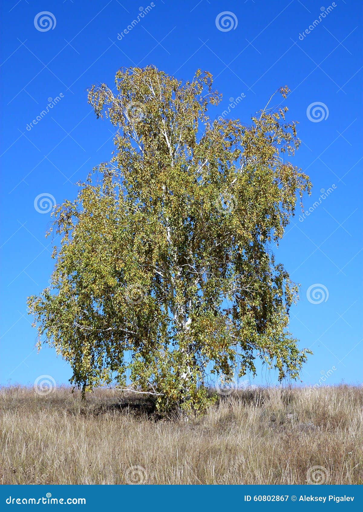 A Single Birch Tree on the Mound Stock Image - Image of vegetation ...