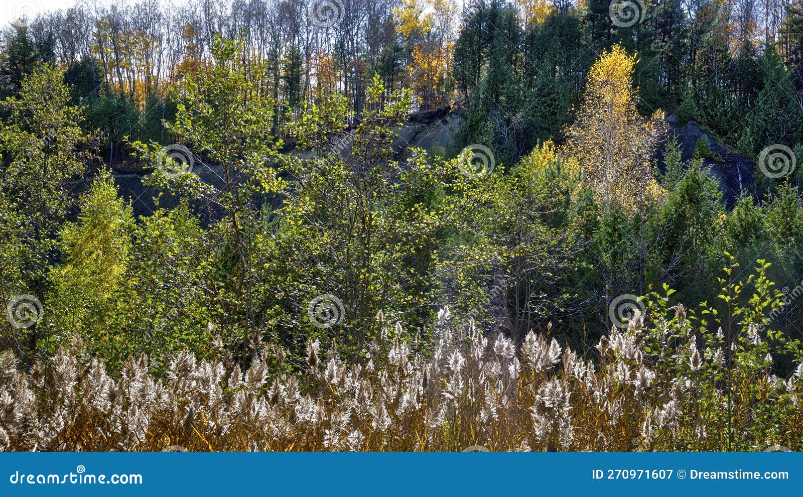 A Single Birch Tree in the Pine Forest Stock Image - Image of ...