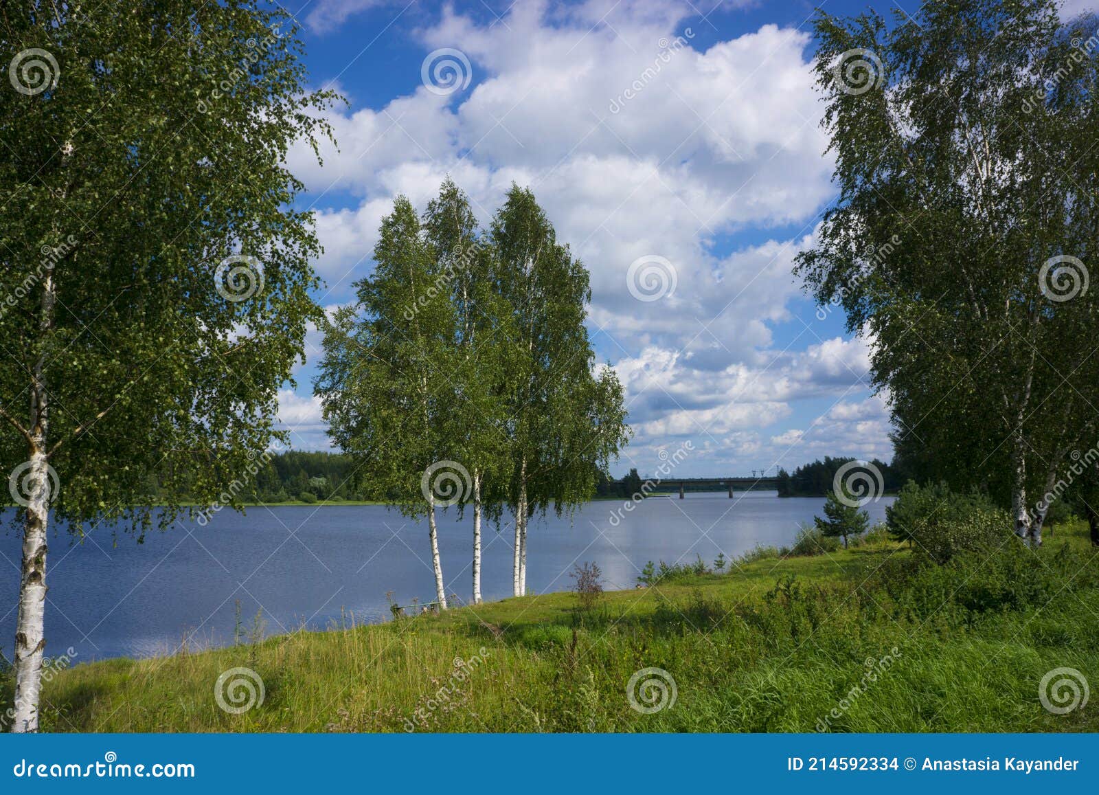 Single Birch Tree Standing on Lake Waterside on Bright Summer Day Stock ...
