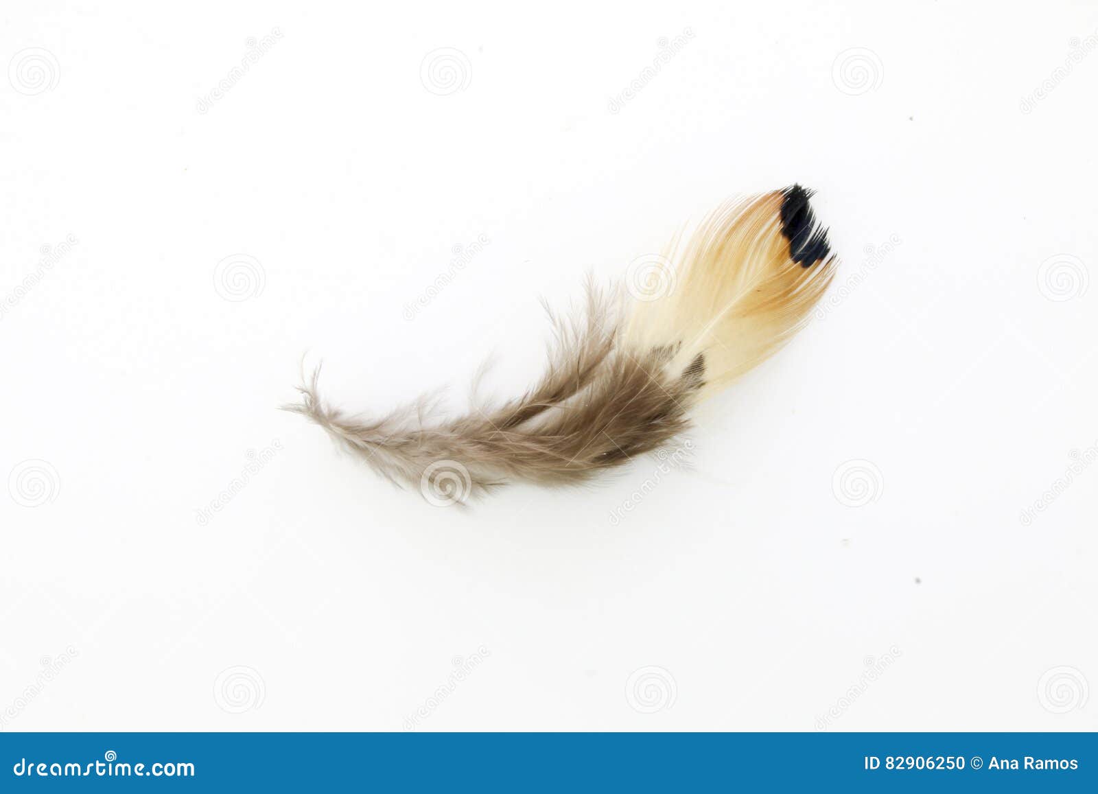 Single bird feather stock photo. Image of background - 82906250