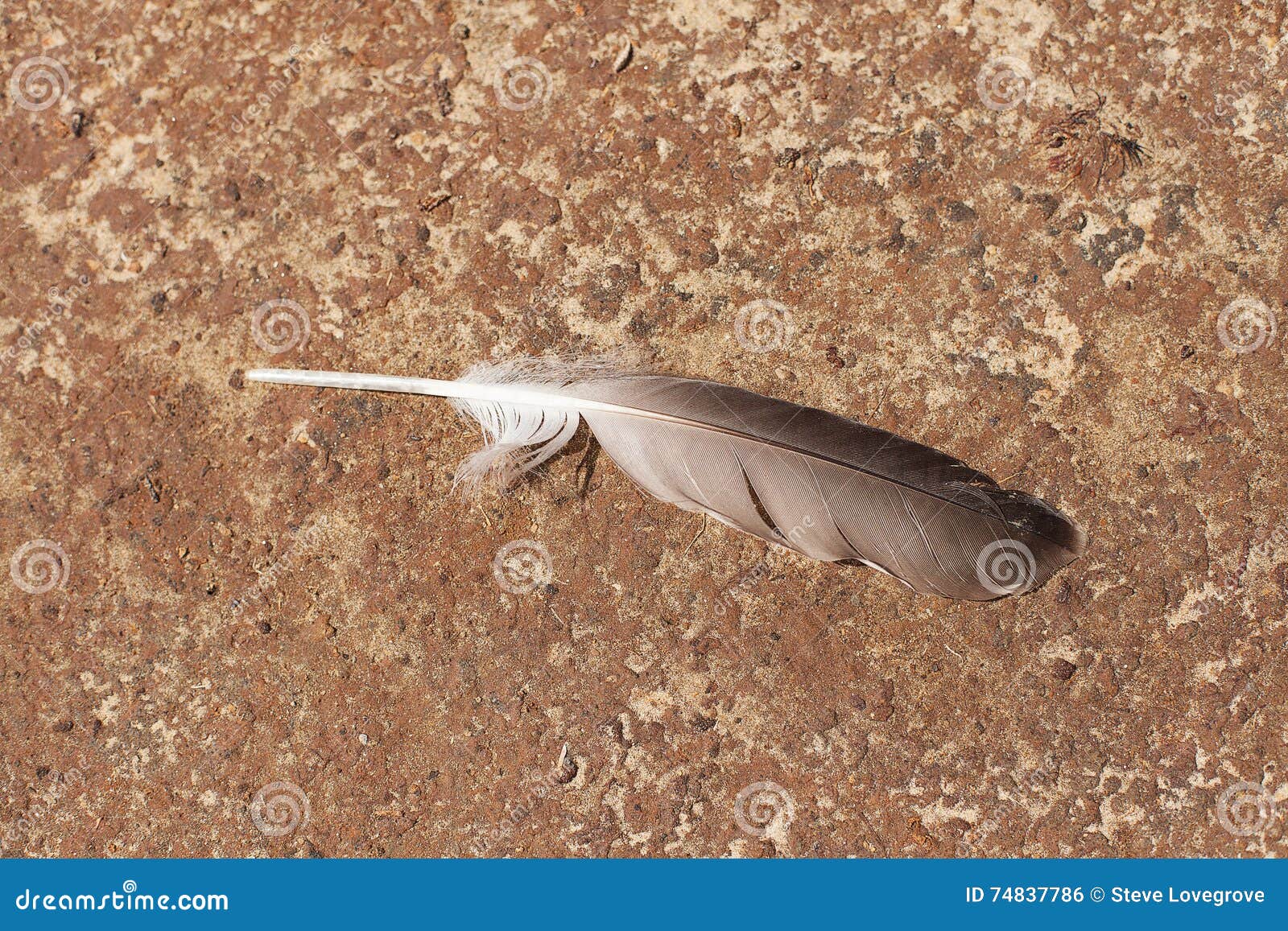 Single bird feather stock photo. Image of avian, bird - 74837786