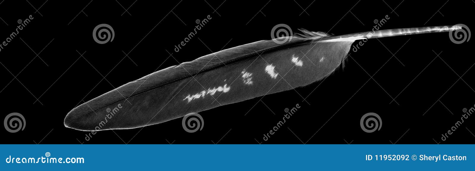 Single Bird Feather Quill Isolated on Black Stock Photo - Image of bird ...