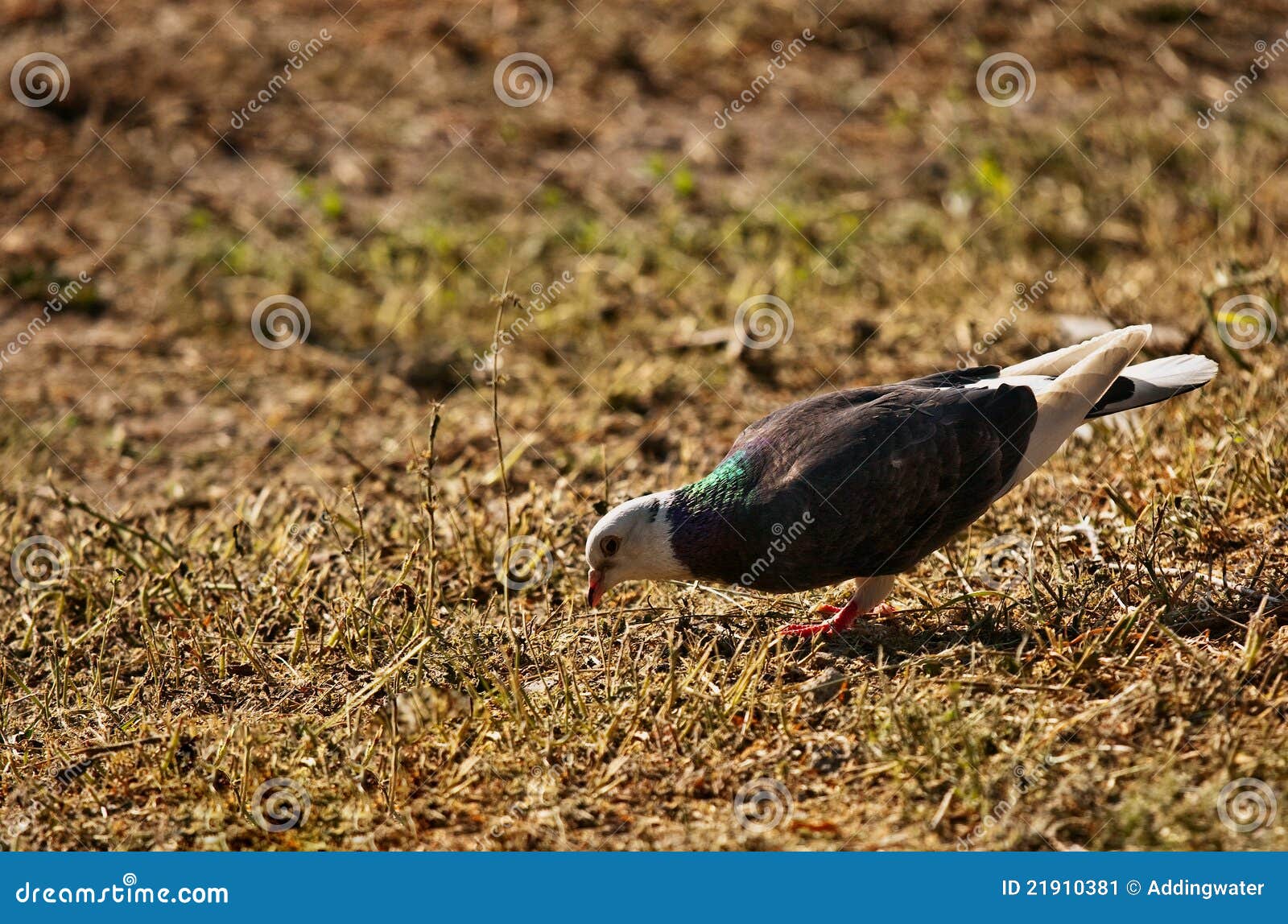 Single Bird Finding Food in Grass in Autumn Stock Image - Image of life ...