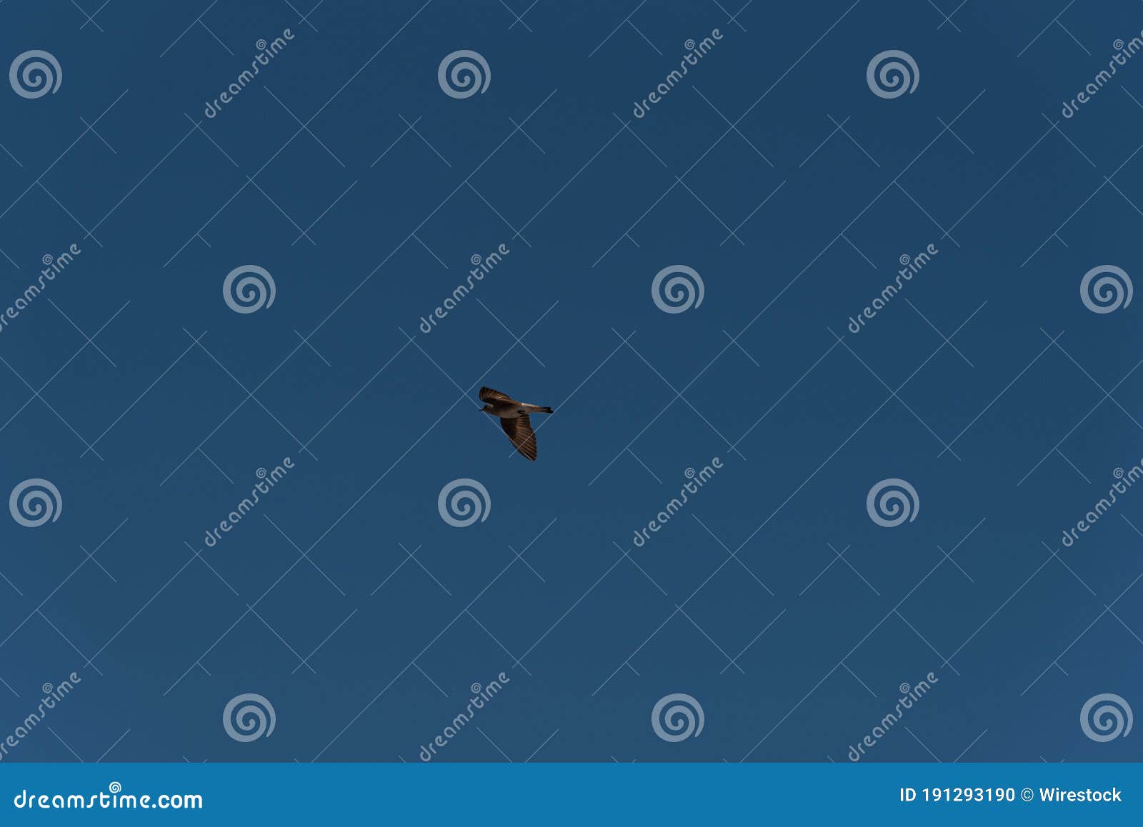 Single Bird Flying on a Blue Background Stock Photo - Image of cloud ...
