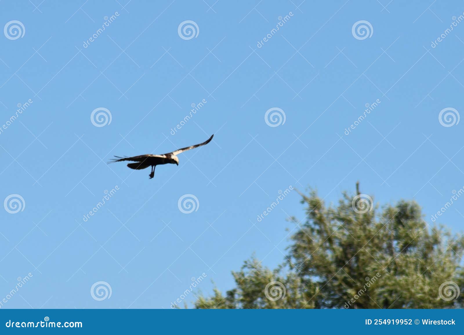 Single Bird Flying in the Blue Sky Stock Photo - Image of wings, flying ...