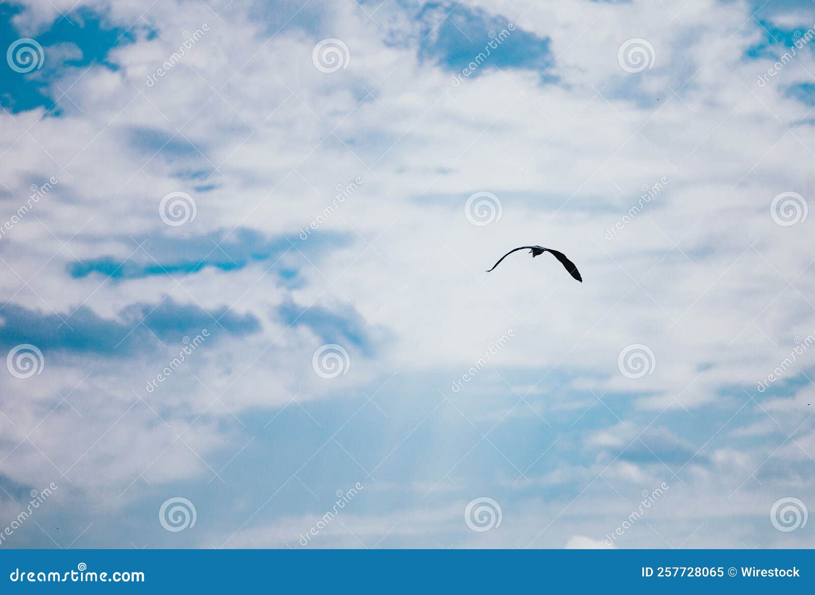 Single Bird Flying in a Cloudy Sky Stock Image - Image of blue, animal ...