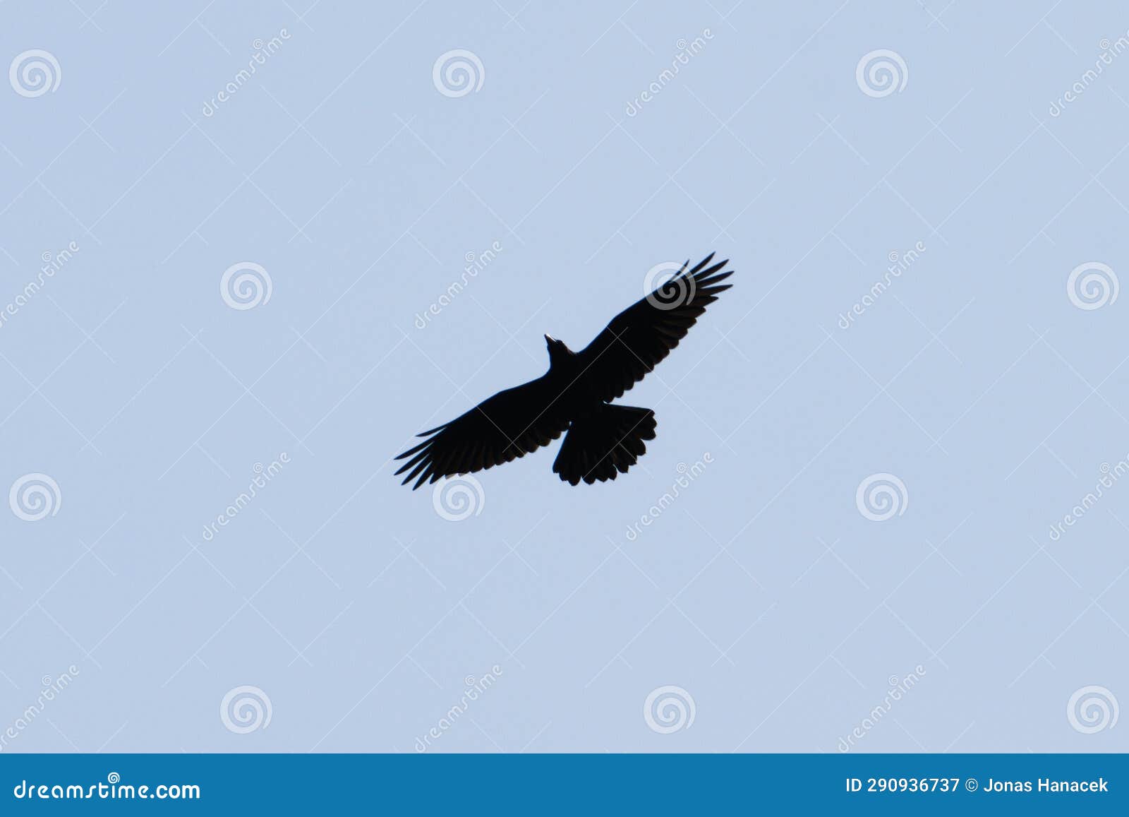 Single Bird is Flying in the Sky, Visible Bird Silhouettes. Stock Image ...