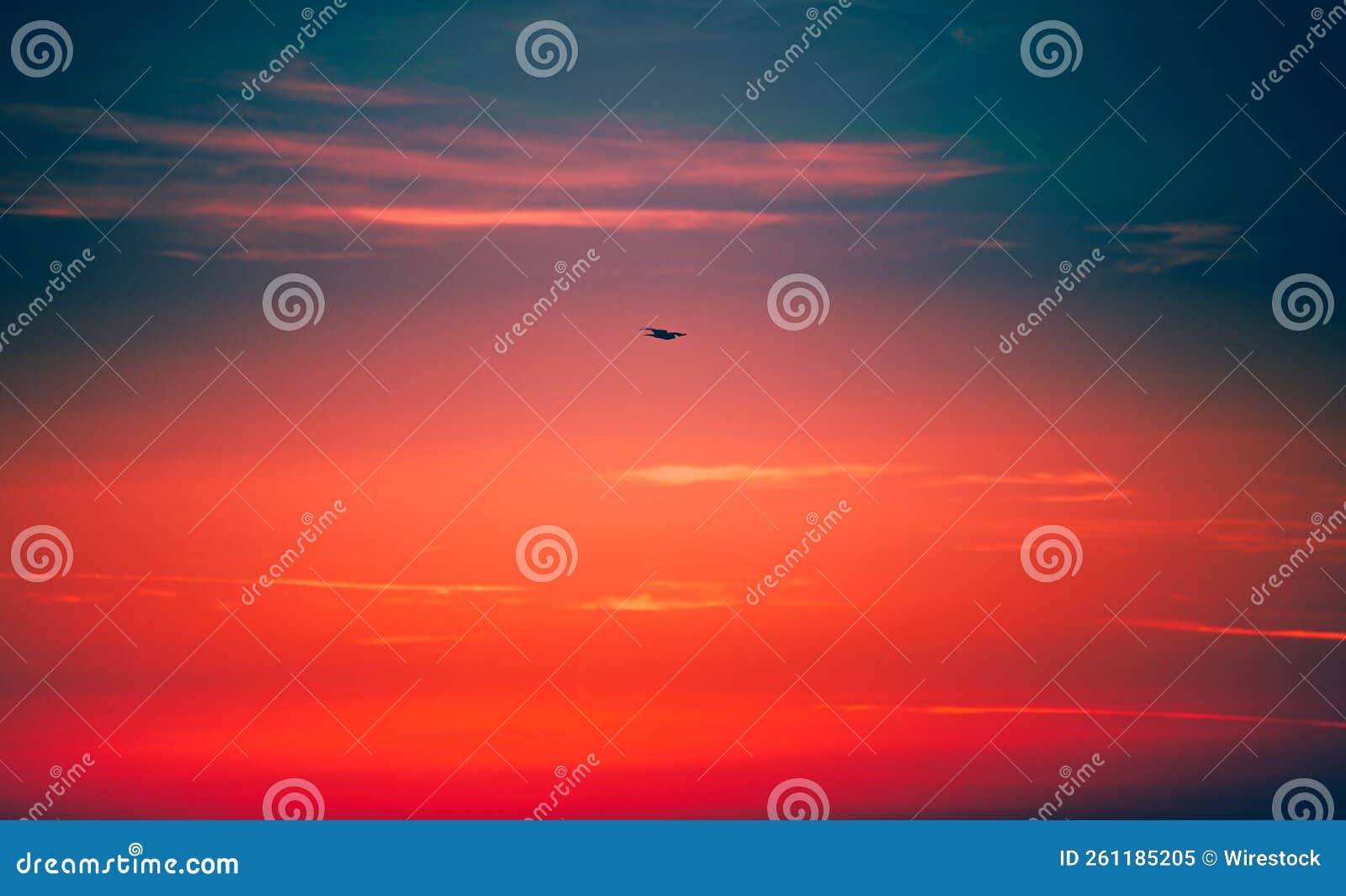 Single Bird Flying in the Sunset Sky Stock Image - Image of wallpaper ...