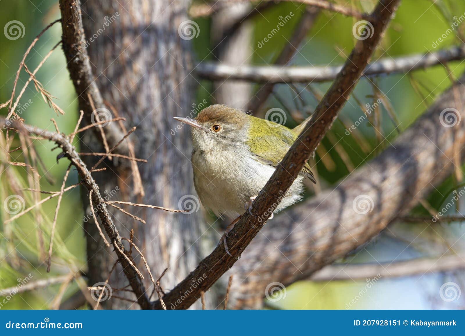 Single Bird Looking Left on Edge Day Nature Common Tailorbird Stock ...