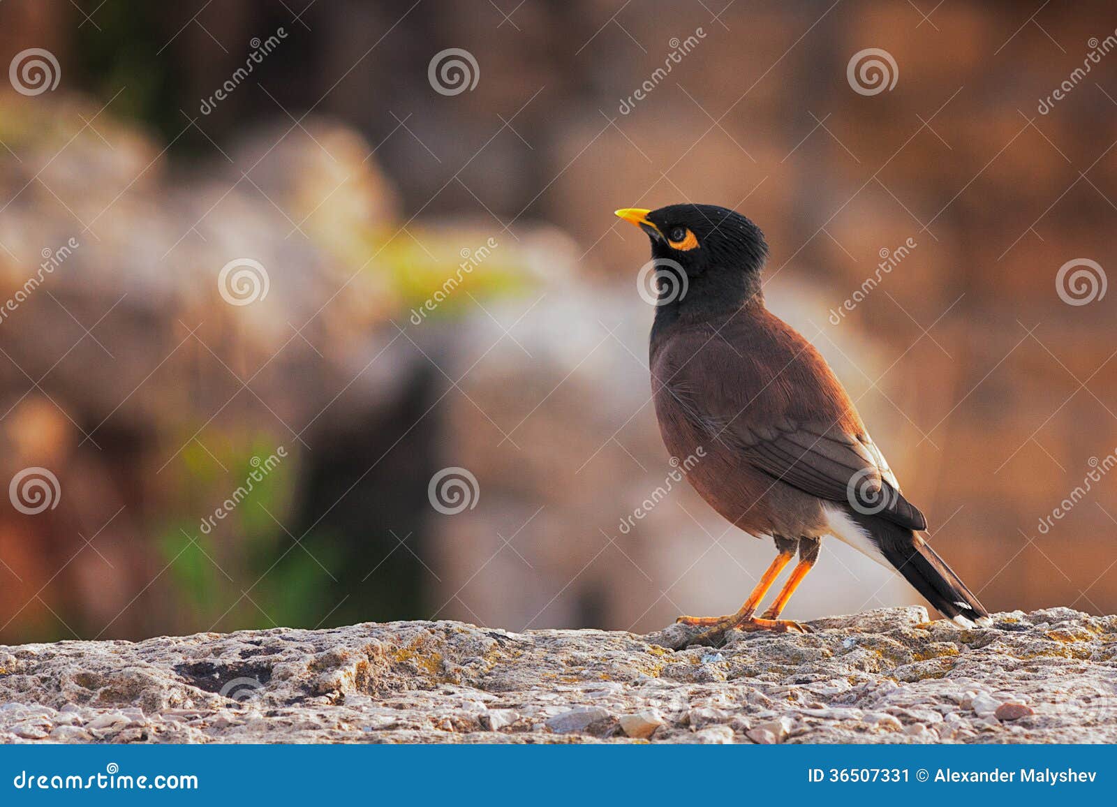 Single Bird Sitting on the Wall Stock Image - Image of beauty, bird ...