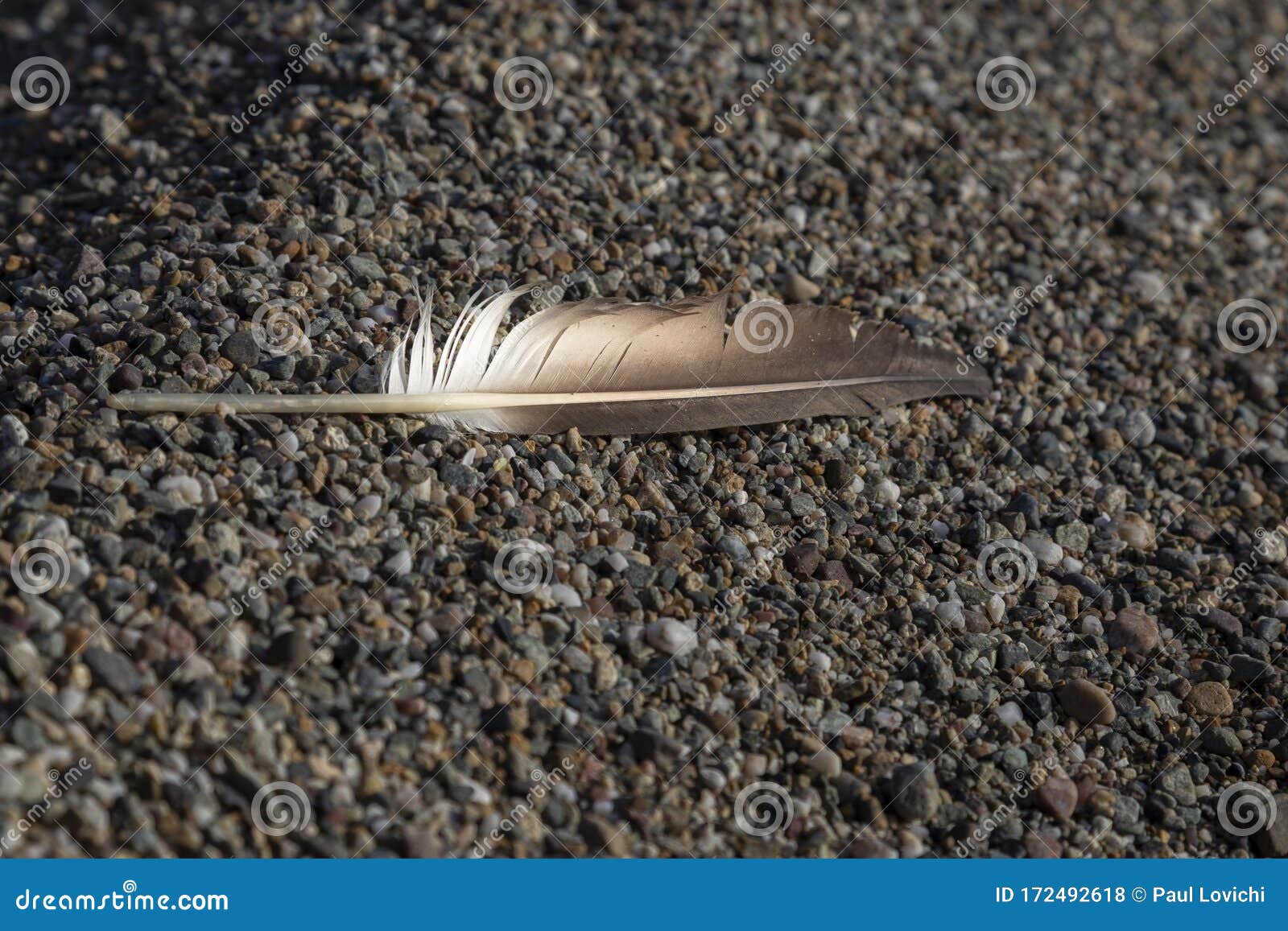 Single Birds Feather on a Beach Stock Photo - Image of birds, shoreline ...