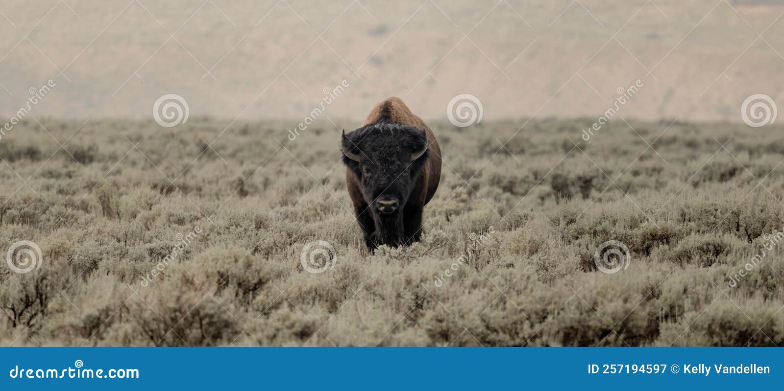 Single Bison Stands at Attention in Lamar Valley Stock Image - Image of ...