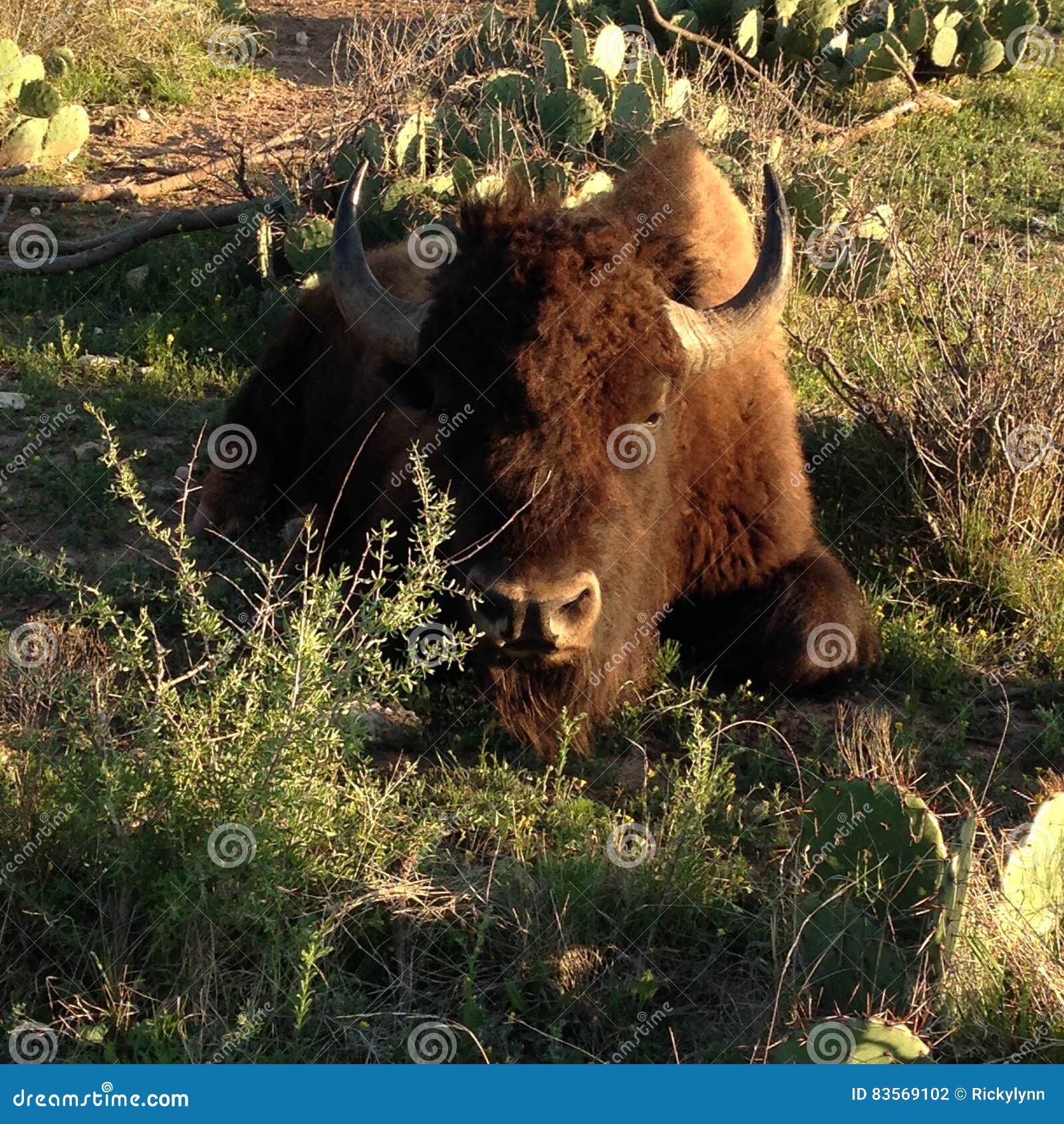 Single Bison stock photo. Image of eyes, laying, state - 83569102