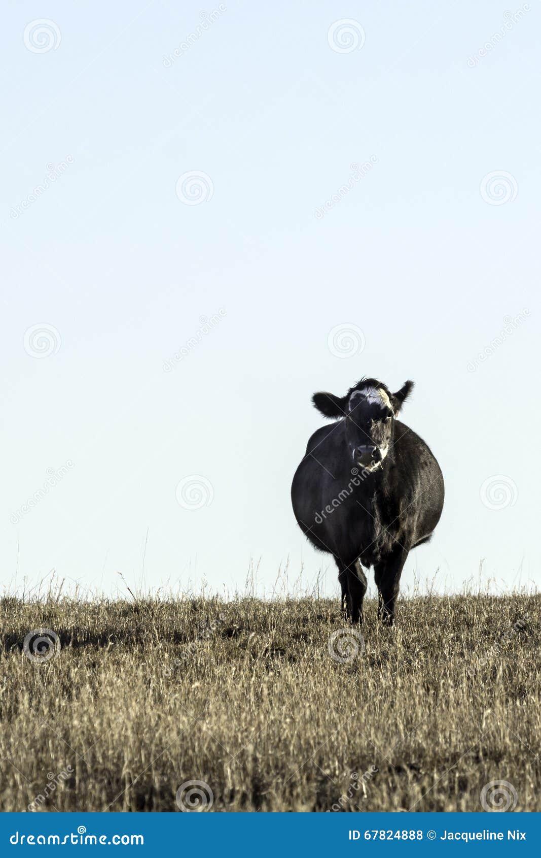 Single Black Angus Cow Looking Forward in a Field - Vertical Stock ...