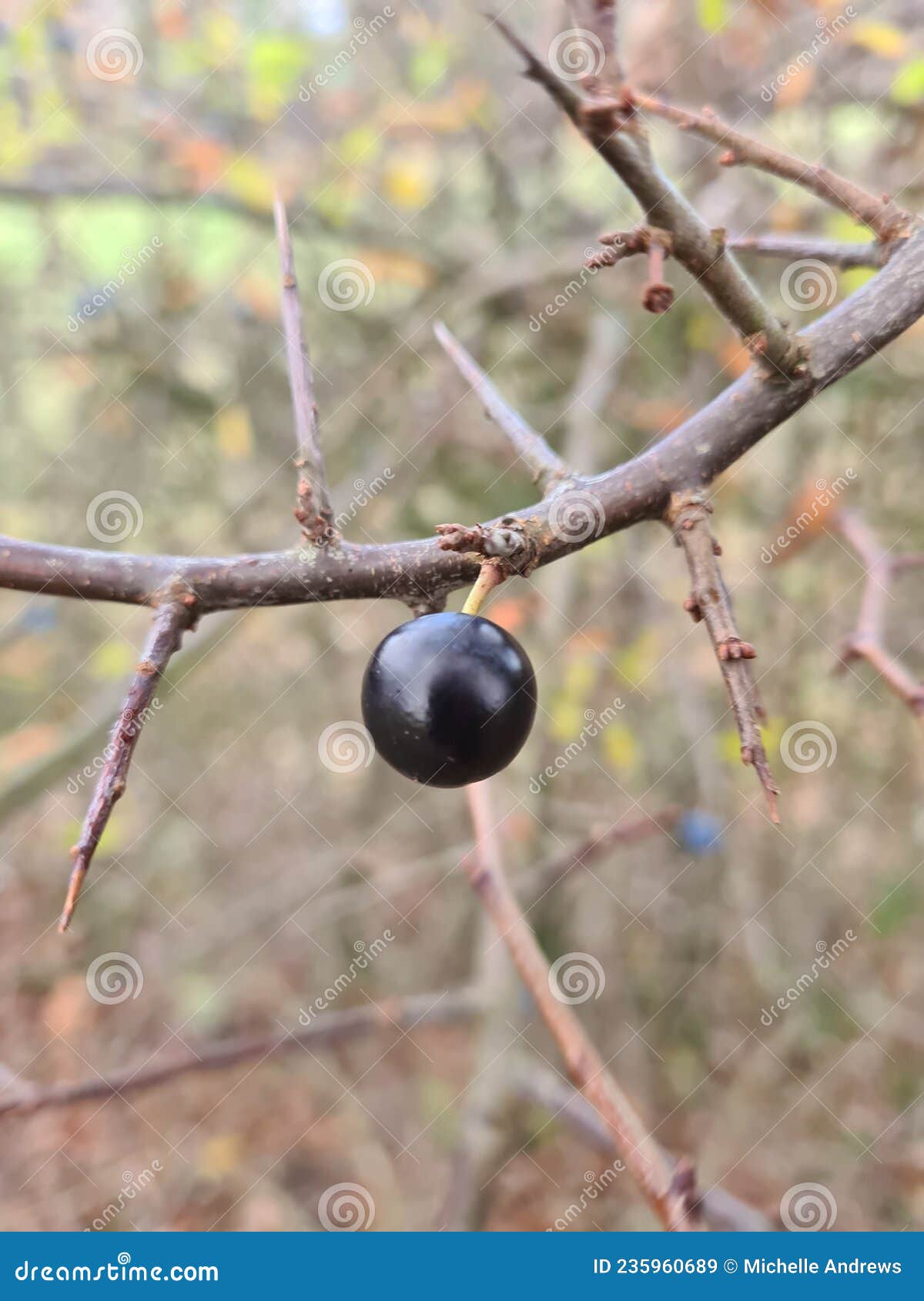 Single Black Berry on a Branch with Spikes Stock Image - Image of food ...