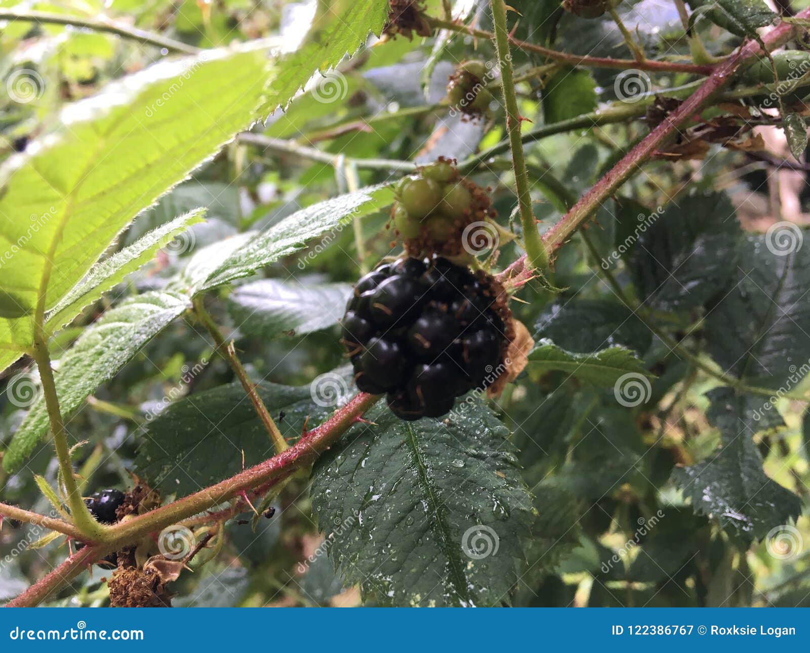 A Single Black Berry One a Branch Stock Image - Image of branch, single ...