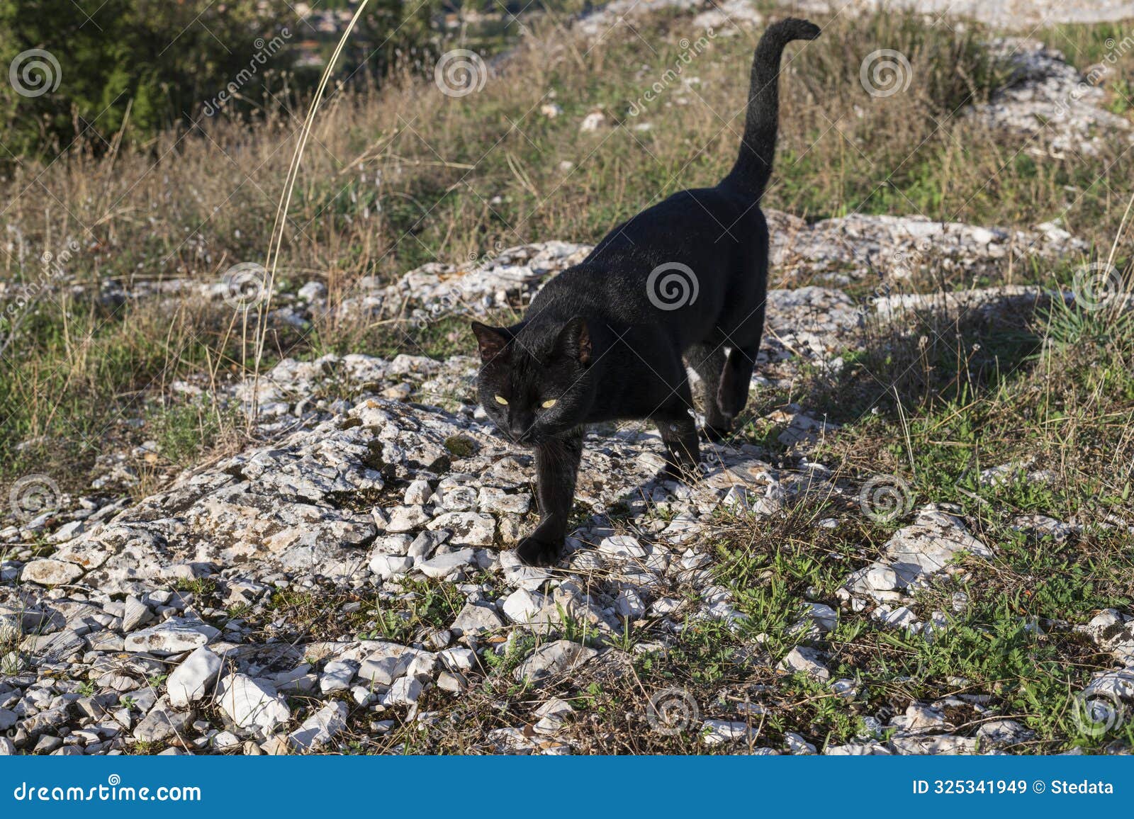 Single Black Cat with Yellow Eyes Walking in the Wild Stock Image ...