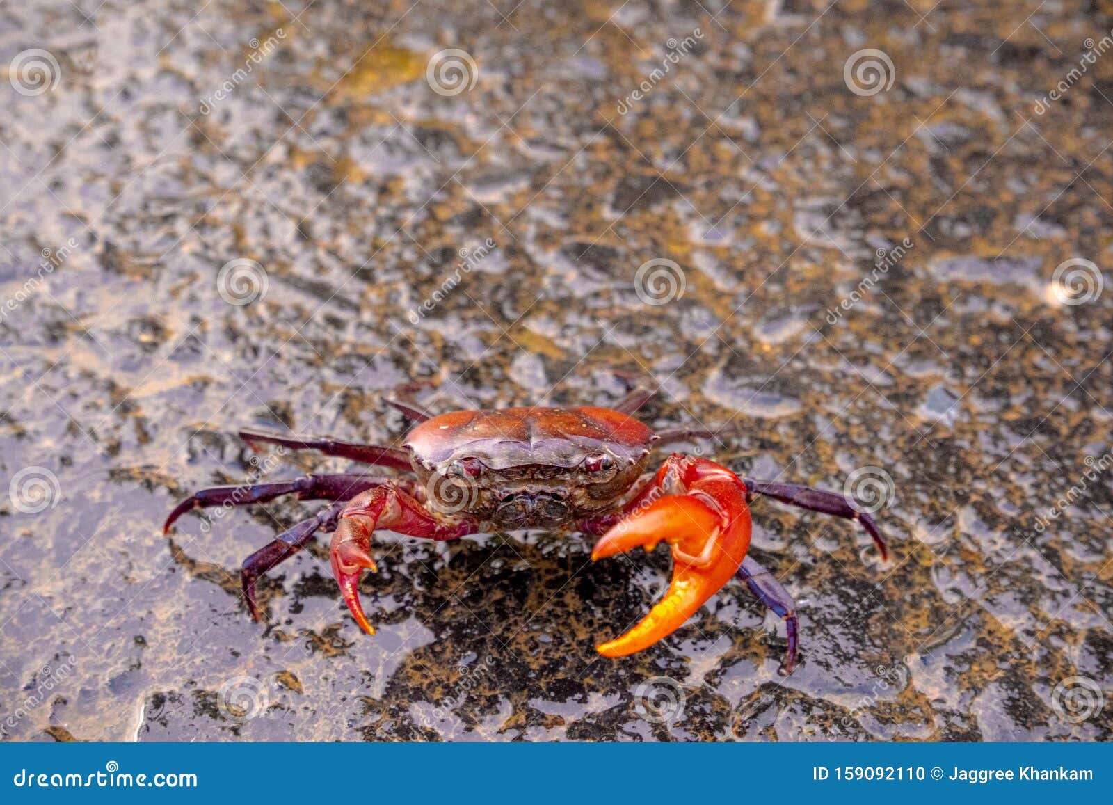 The Single Black Crab on the Road Stock Photo - Image of beautiful ...